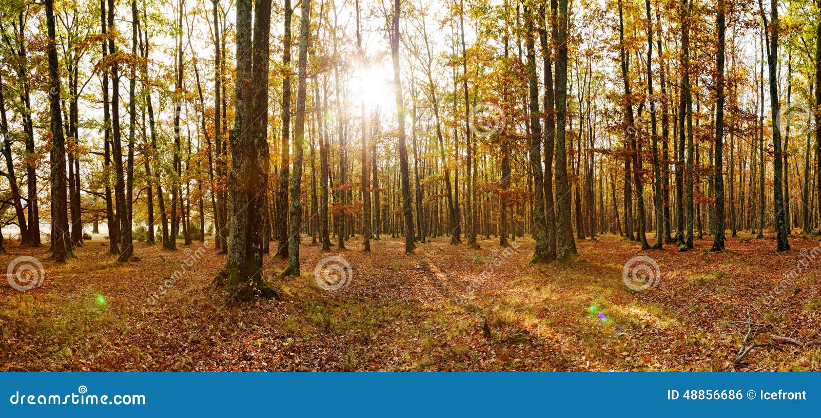 Deciduous Forest Panorama in Autumn Stock Photo - Image of flora, wood ...
