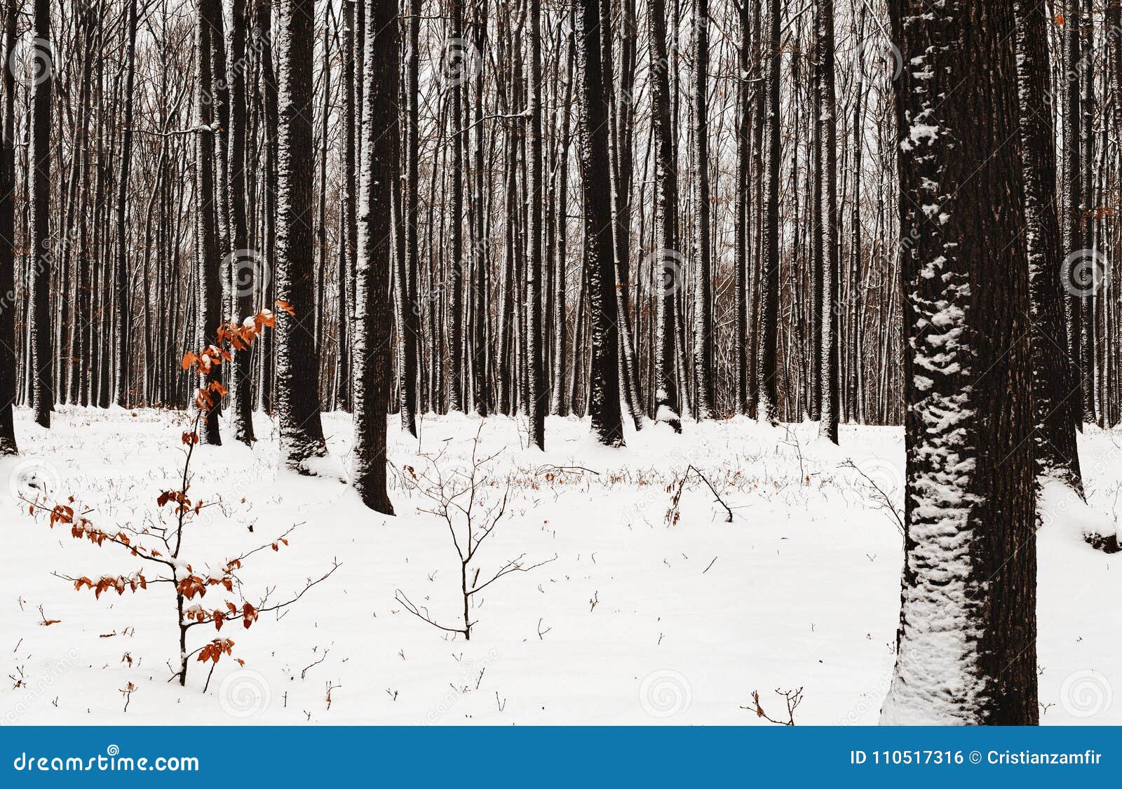 Deciduous Forest in the Park Stock Photo - Image of freeze, night ...