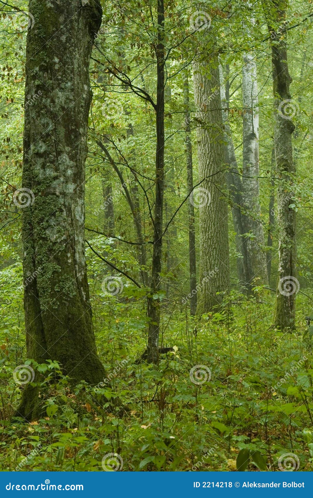 Deciduous Forest In The Mountains Royalty-Free Stock Photo ...