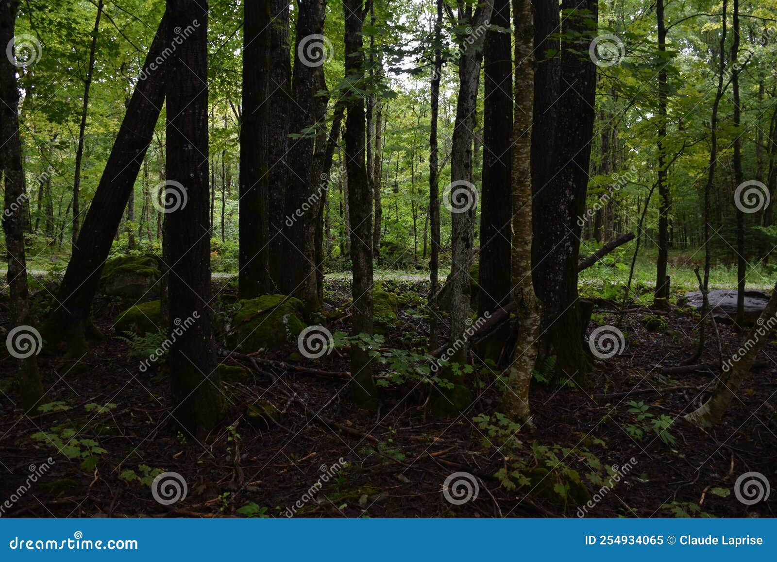 A Deciduous Forest after the Rain Stock Image - Image of autumn, canada ...