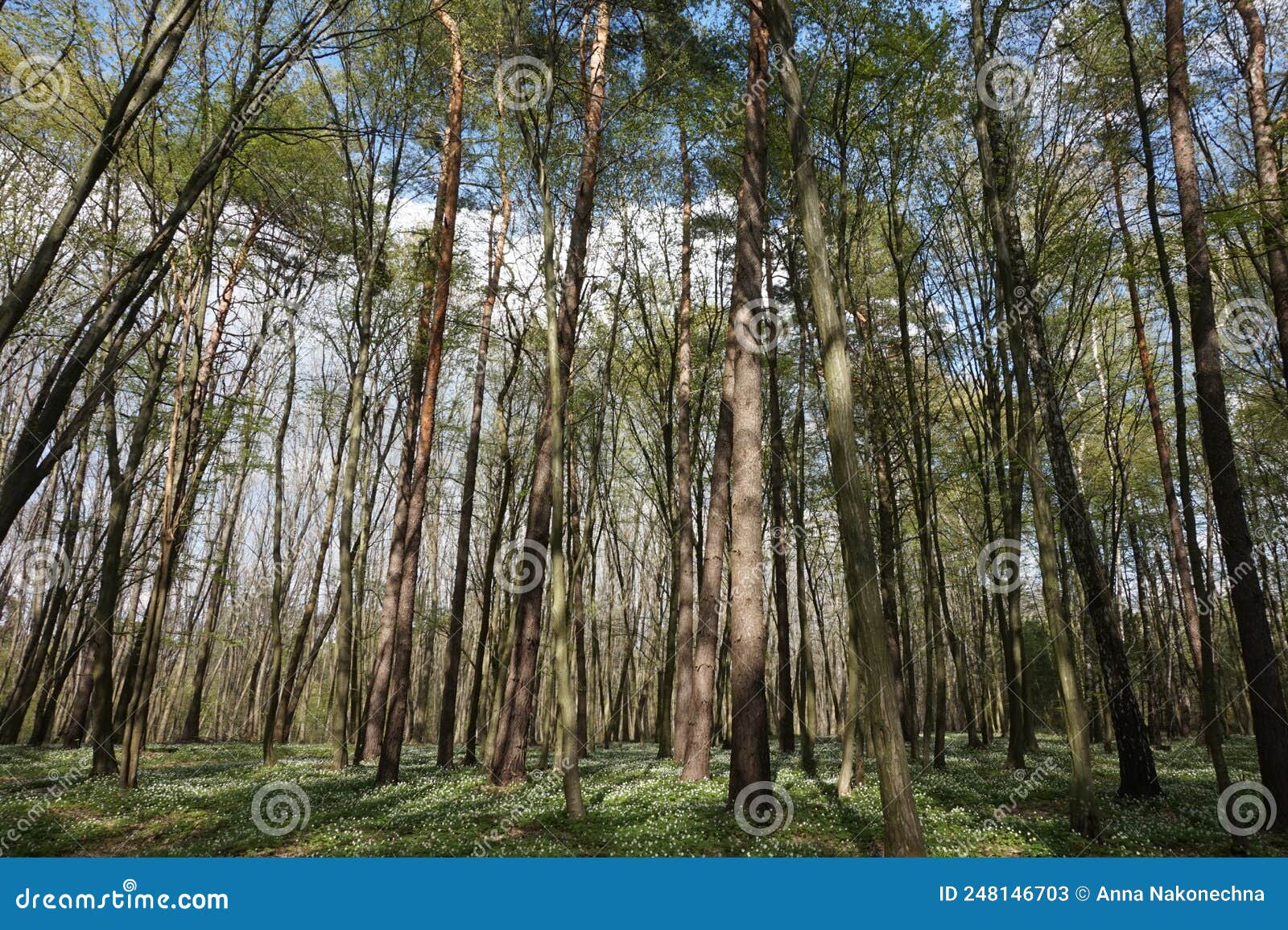 Deciduous Forest in Spring in Europe. Stock Image - Image of plant ...