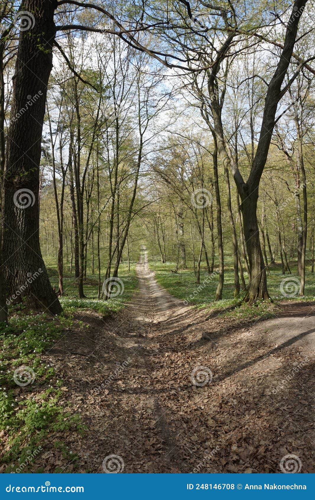 Deciduous Forest in Spring in Europe. Stock Photo - Image of garden ...