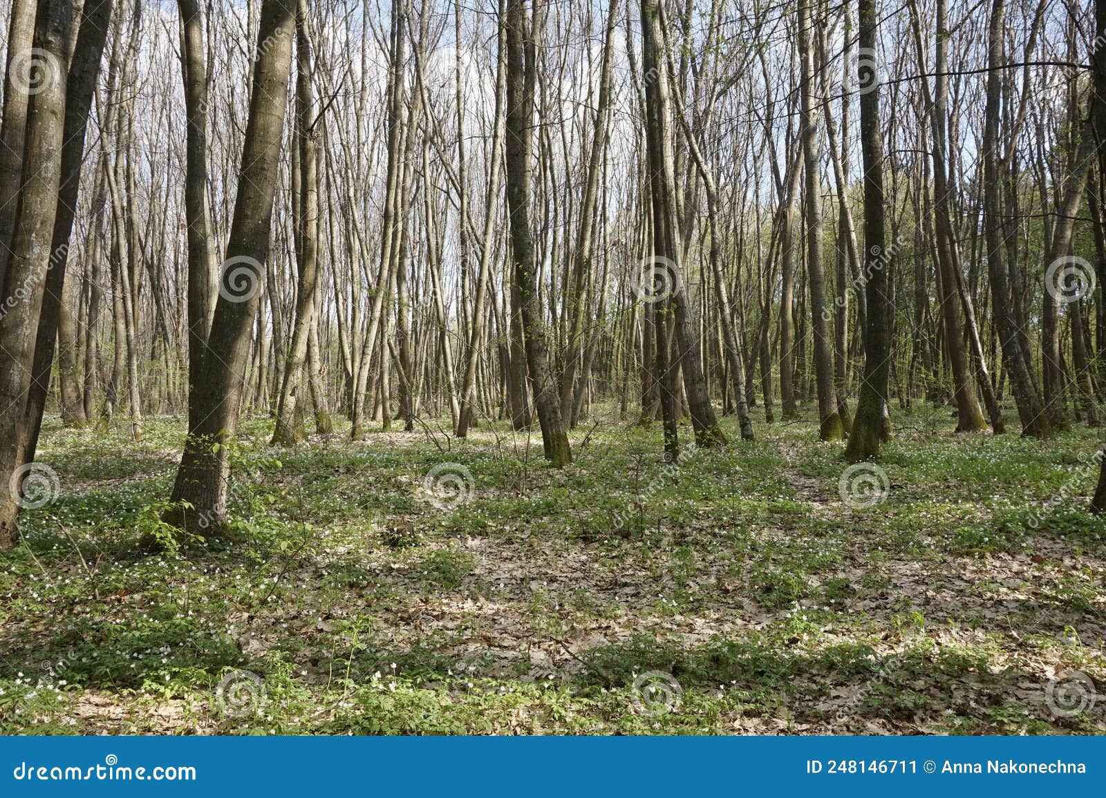 Deciduous Forest in Spring in Europe. Stock Image - Image of outdoor ...