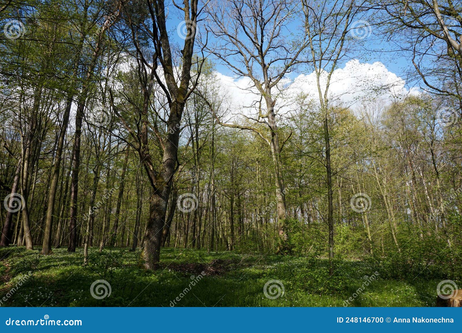 Deciduous Forest in Spring in Europe. Stock Photo - Image of plant ...