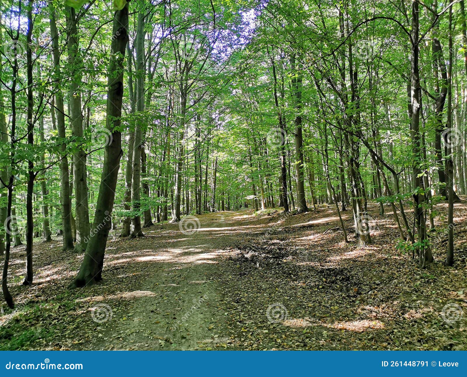 Deciduous Forest in Spring, Lots of Fallen Leaves on the Ground, Forest ...