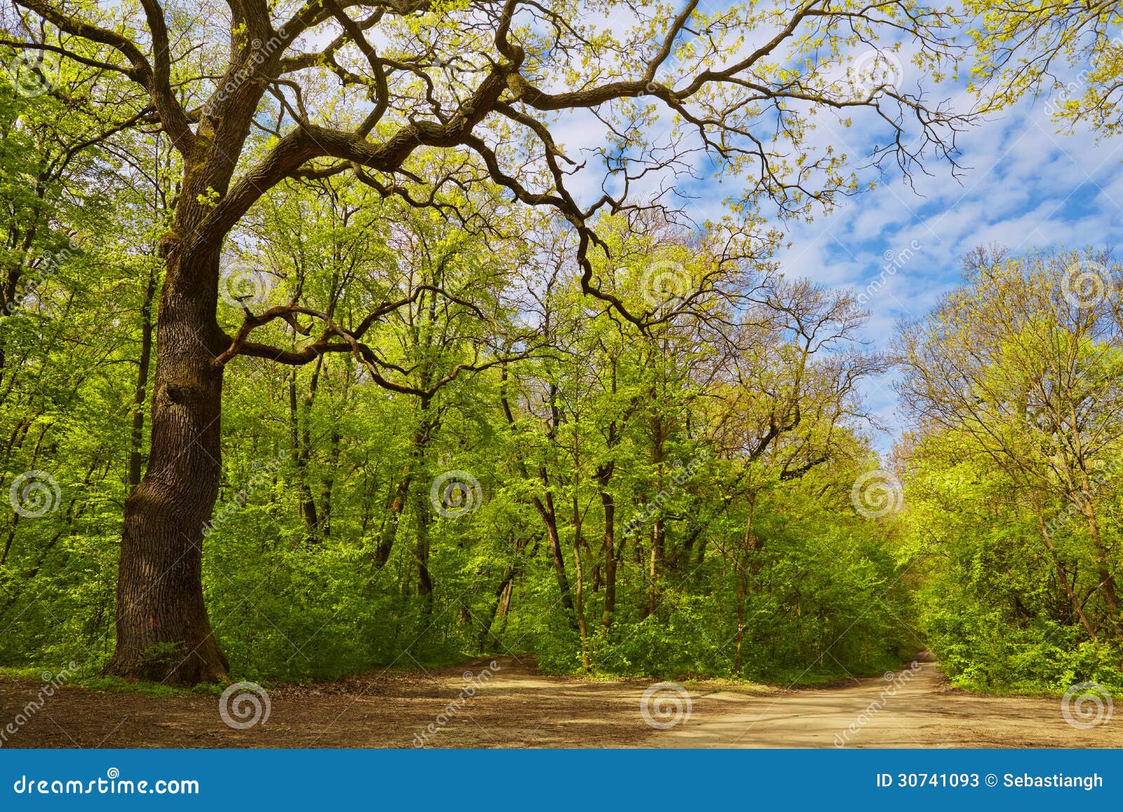 Deciduous forest in spring stock image. Image of park - 30741093
