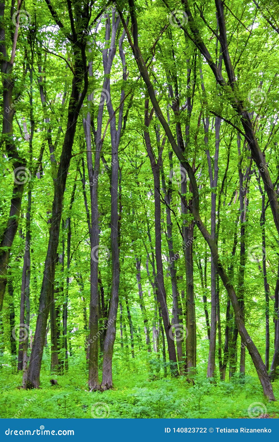23,274 Natural Deciduous Forest Spring Photos - Free & Royalty-Free ...