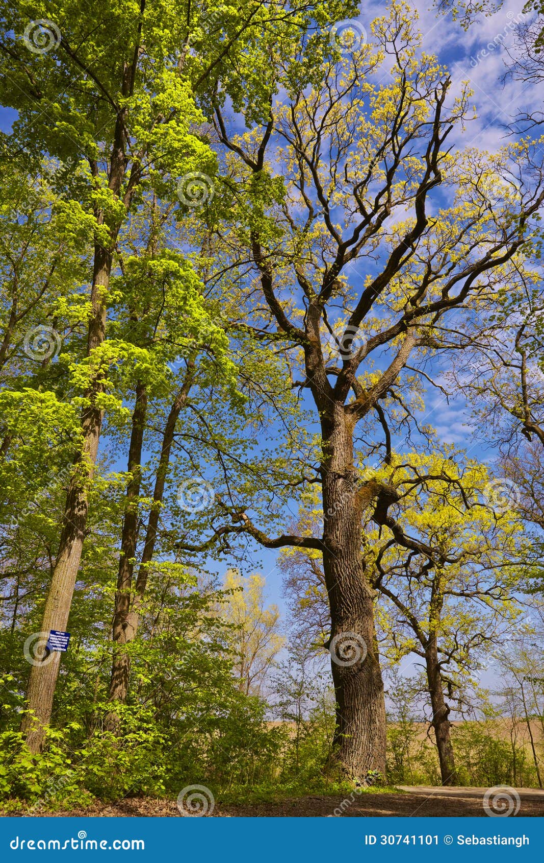 Deciduous forest in spring stock image. Image of branches - 30741101