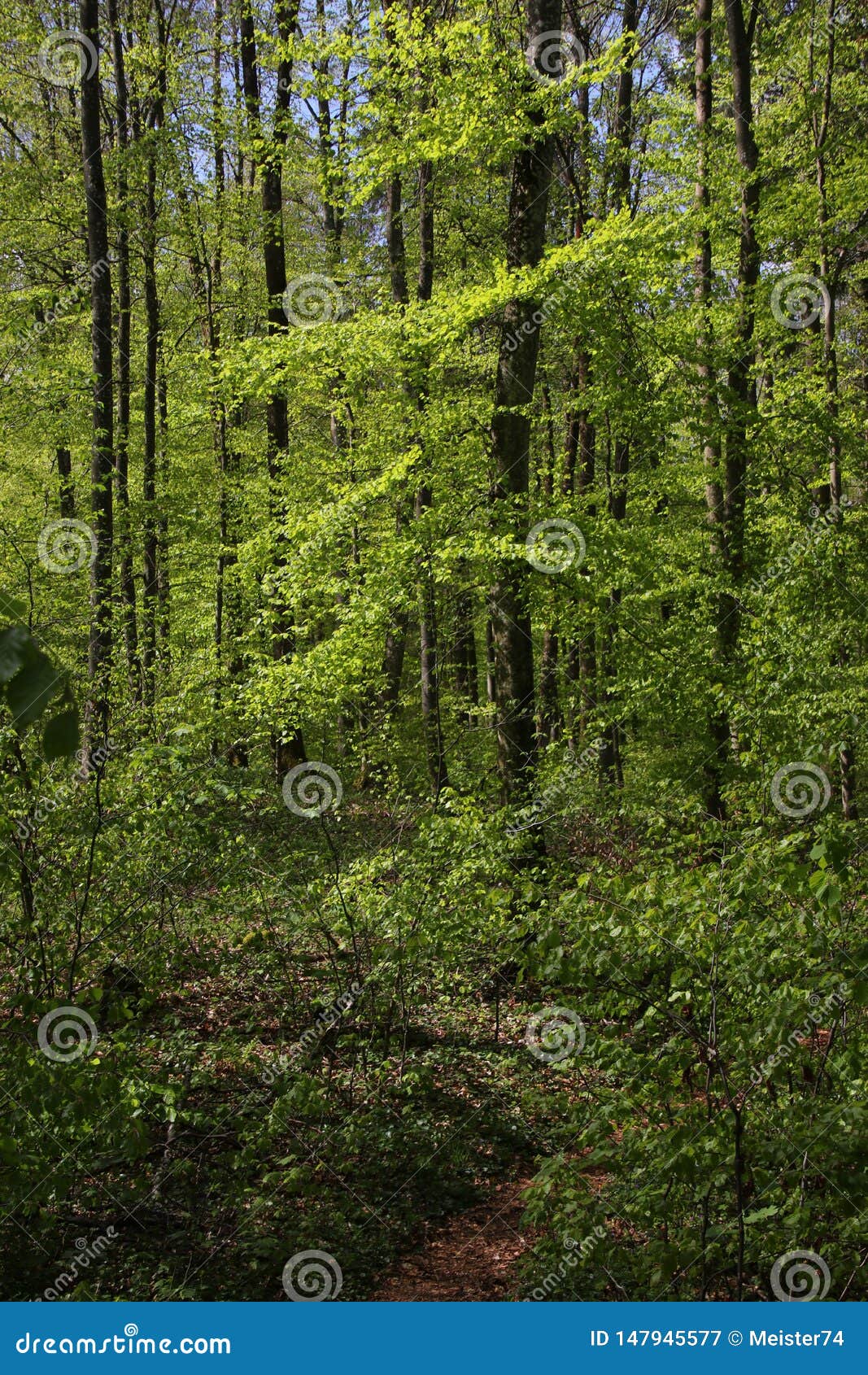 Deciduous Forest in Springtime Stock Image - Image of sprout ...