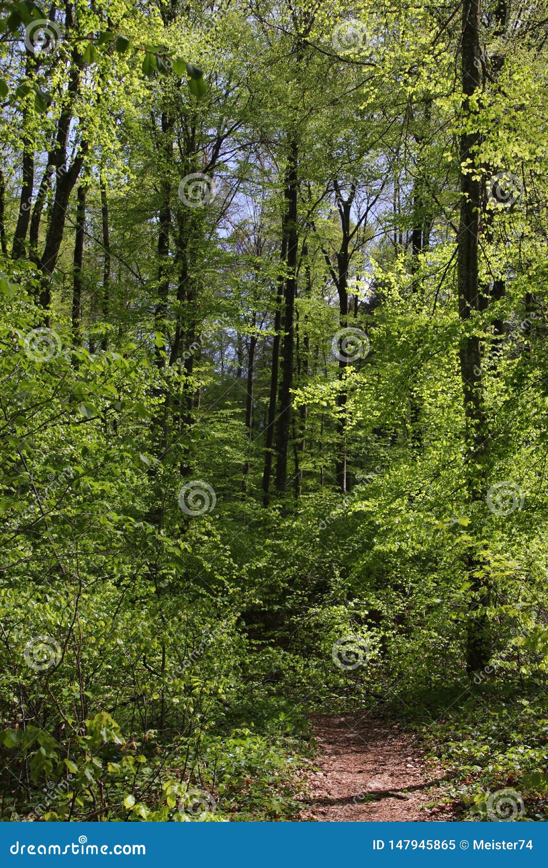 Deciduous Forest in Springtime Stock Image - Image of chlorophyll ...