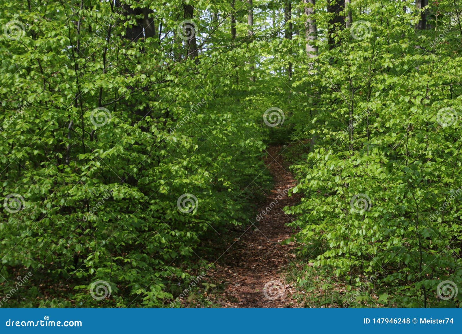Deciduous Forest in Springtime Stock Photo - Image of footpath ...