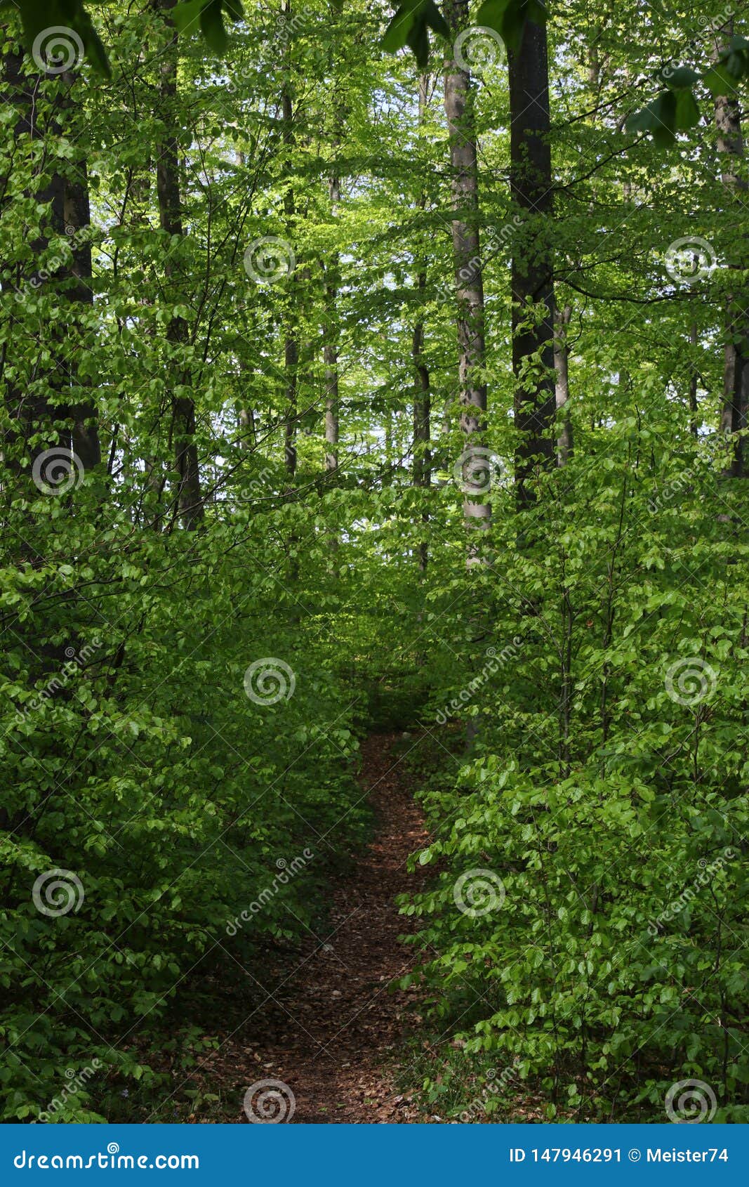 Deciduous Forest in Springtime Stock Image - Image of cast, fresh ...