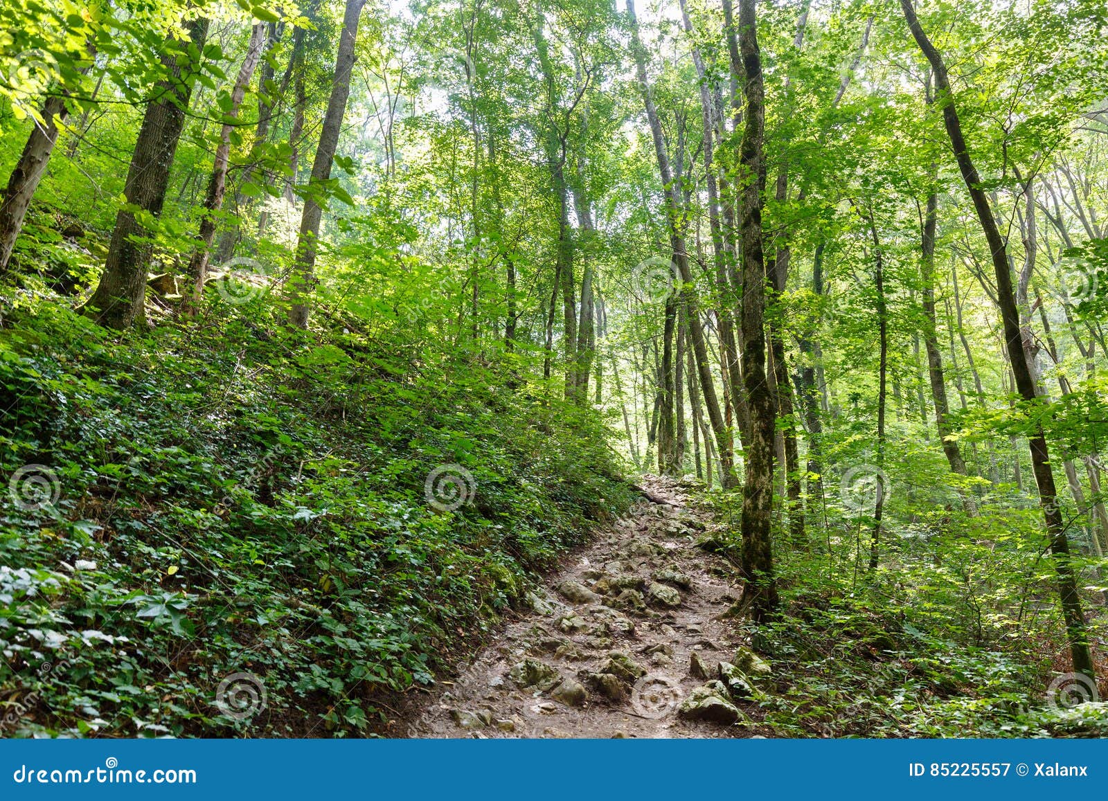 Deciduous Forest in the Summer Stock Image - Image of scenery, green ...