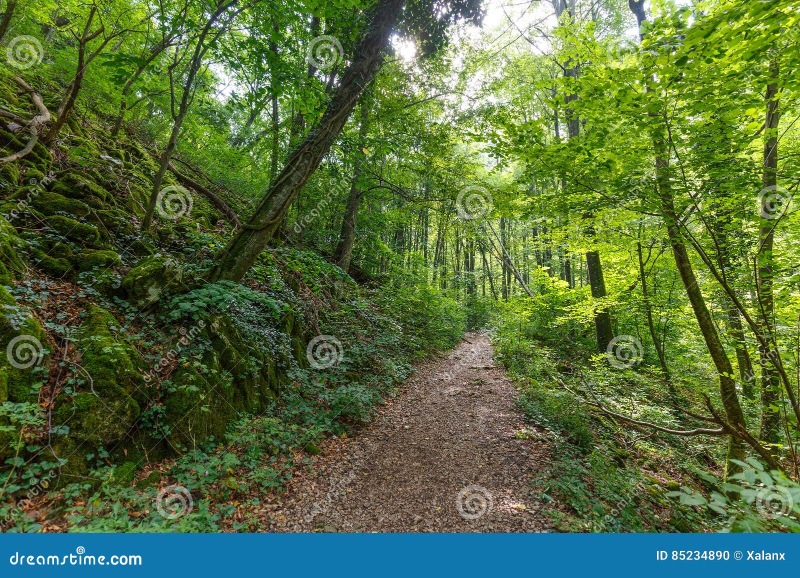 Deciduous Forest in the Summer Stock Photo - Image of pines, ecology ...