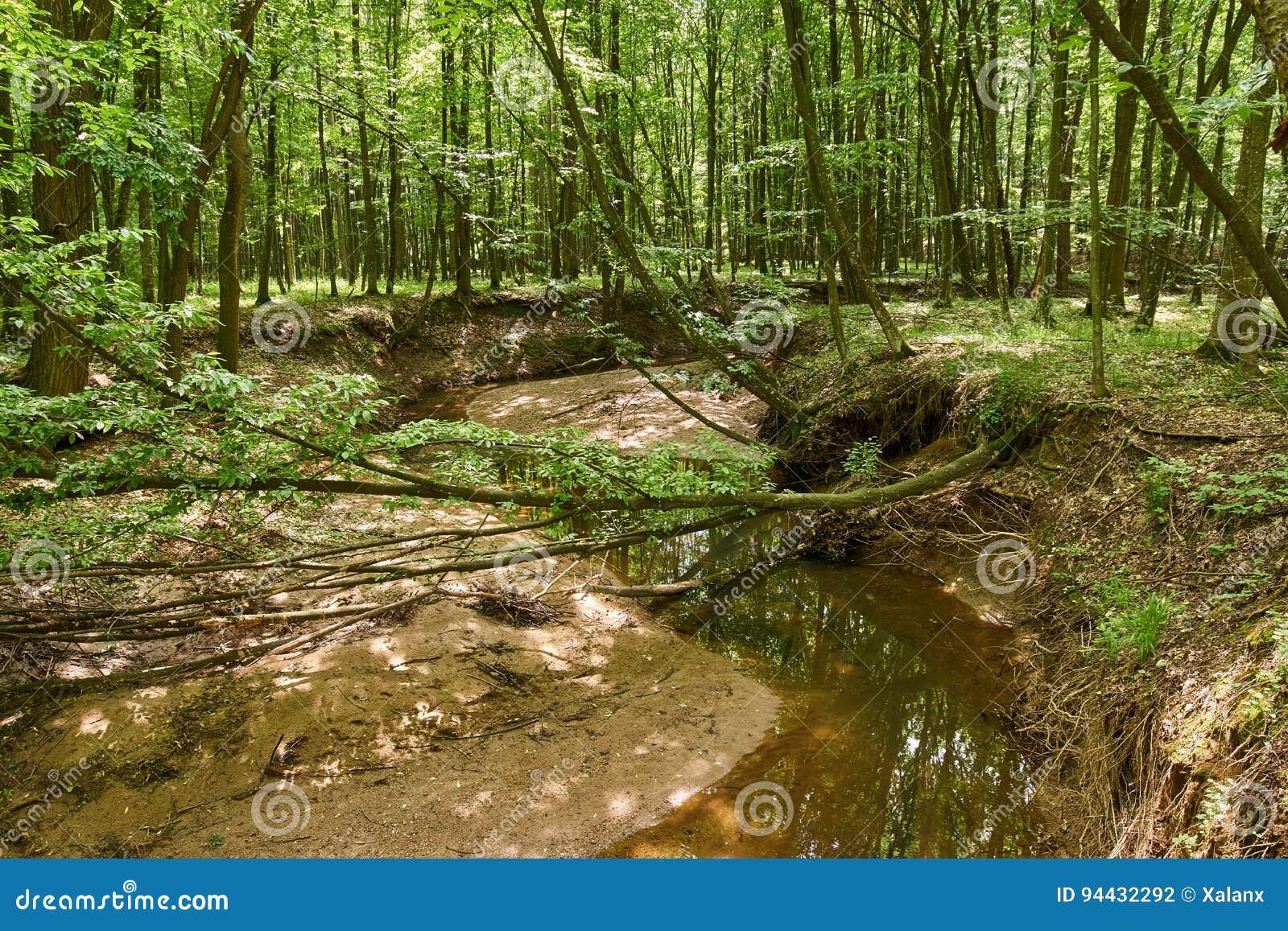 Deciduous Forest in the Summer Stock Photo - Image of beauty, beech ...