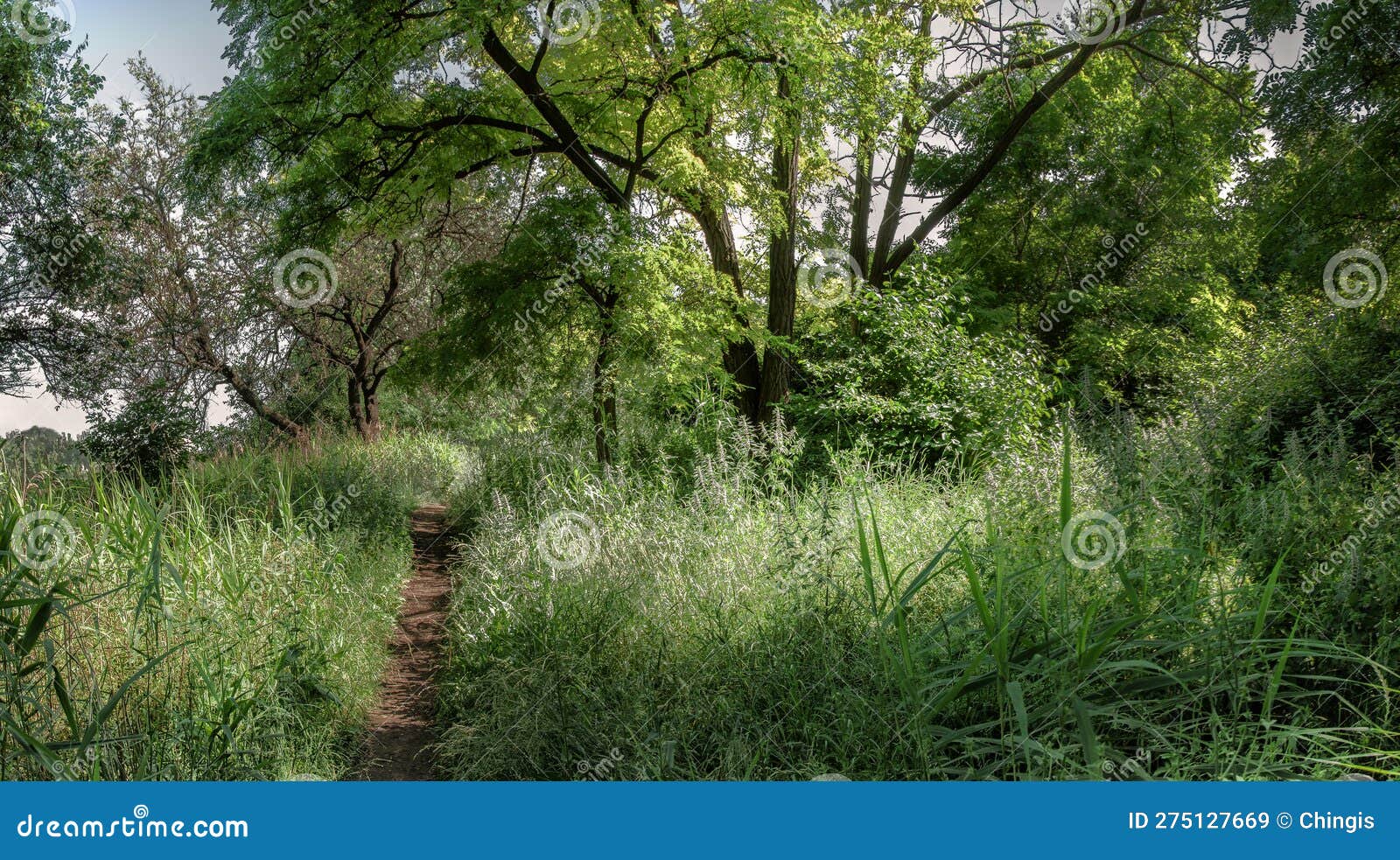 Deciduous forest in summer stock image. Image of journey - 275127669