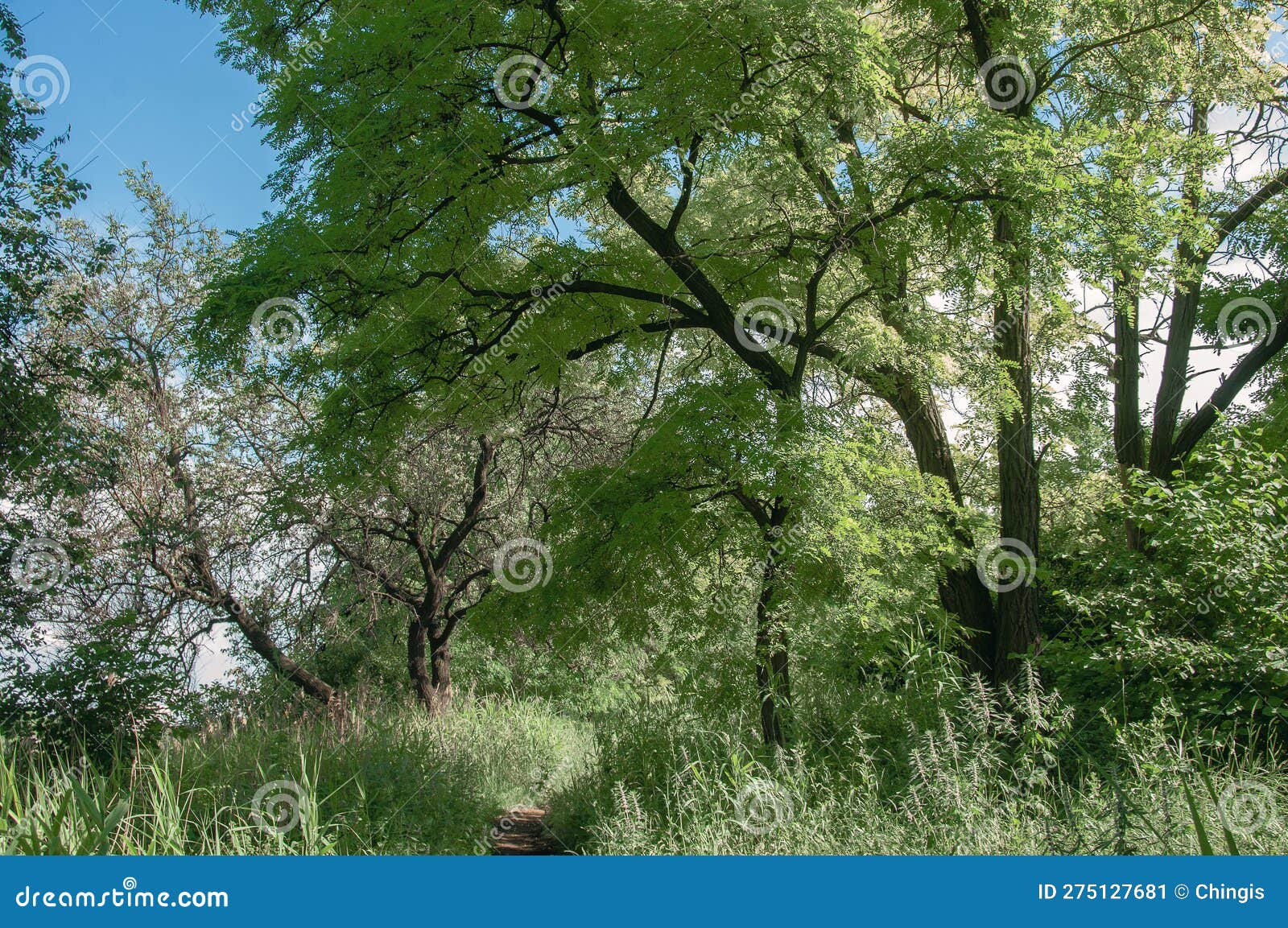Deciduous forest in summer stock image. Image of landscape - 275127681