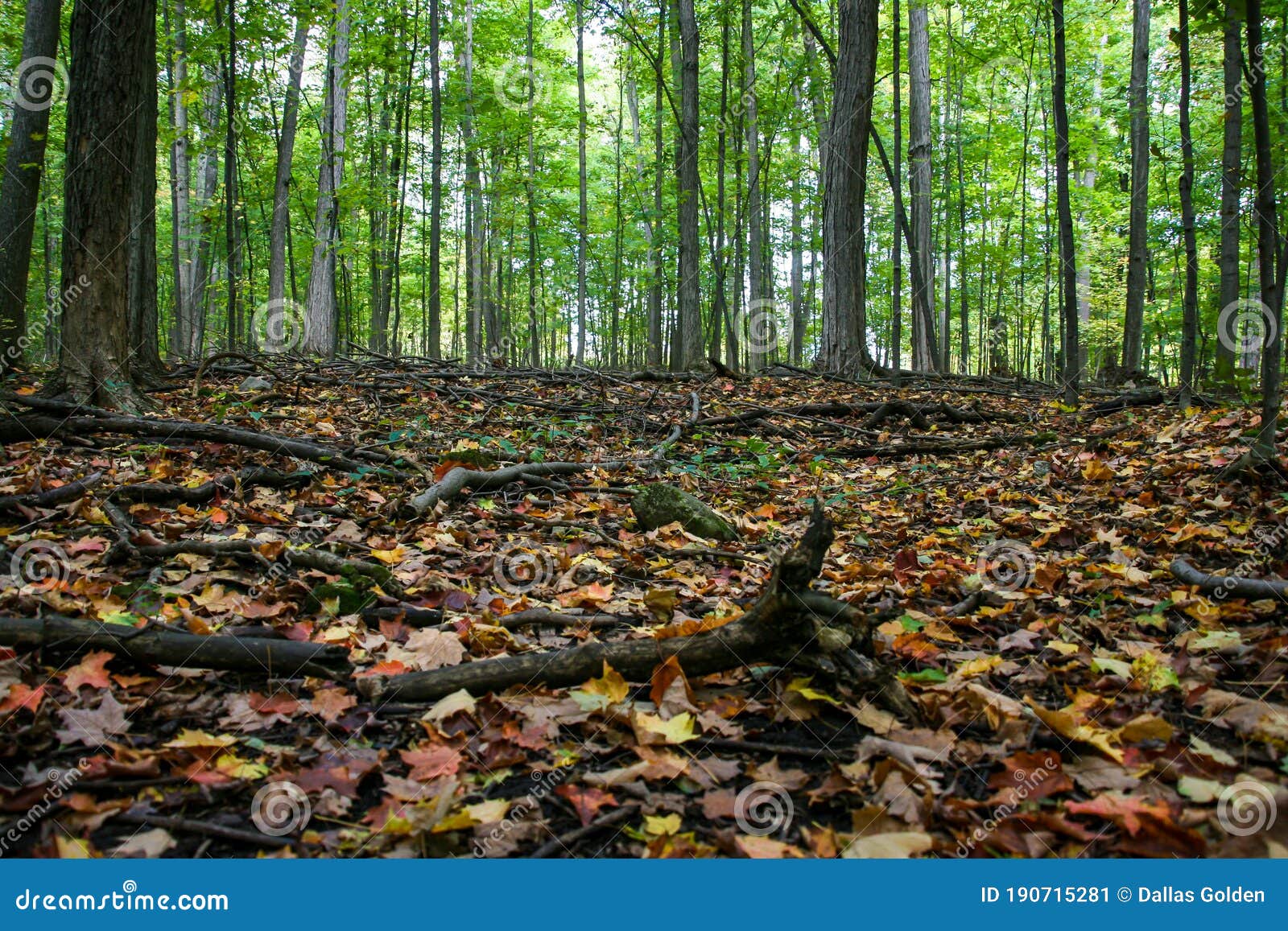 Deciduous Forest at Summer Time Stock Image - Image of forest, woods ...