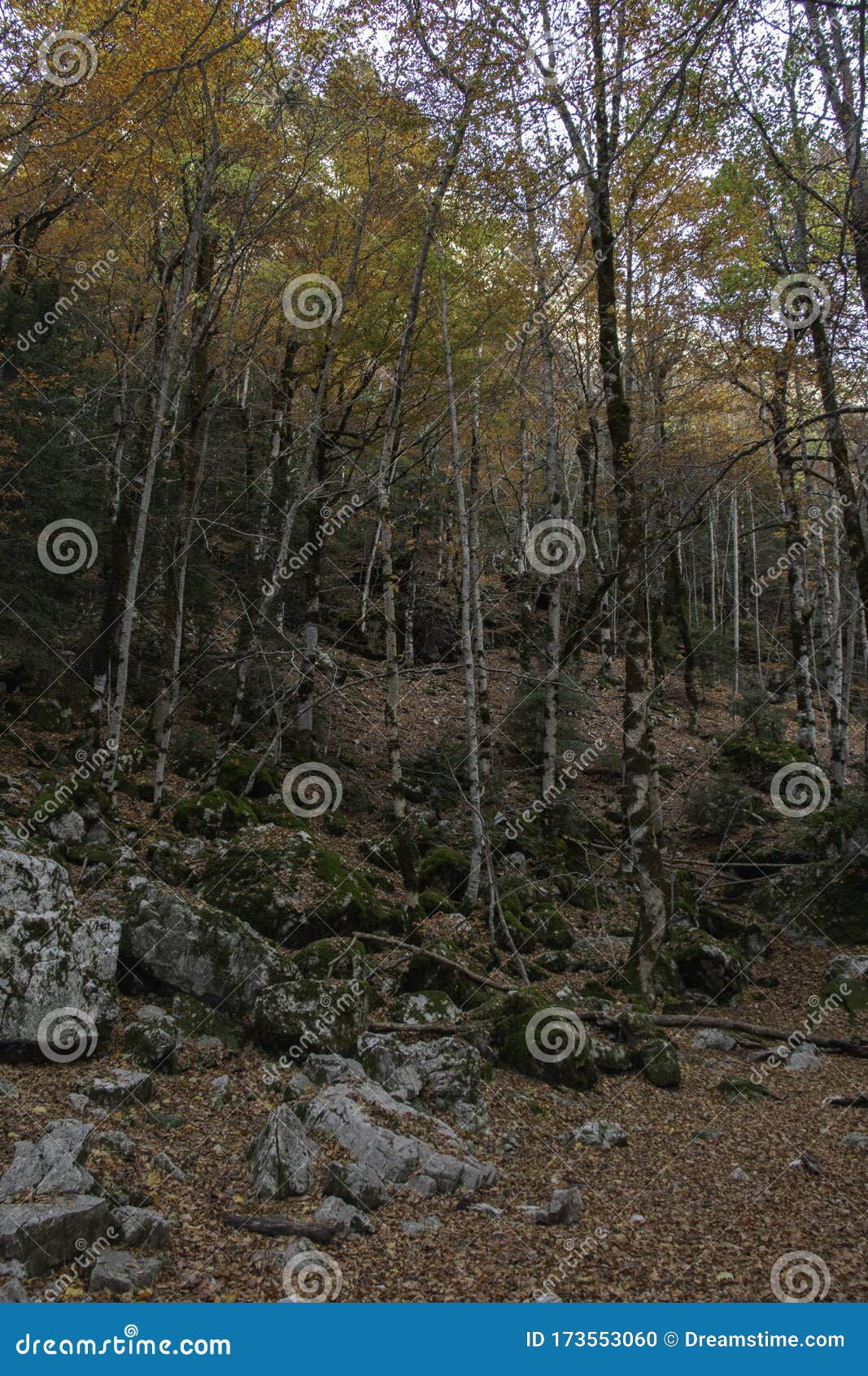 Deciduous Forest with Rocks Stock Photo - Image of forest, mount: 173553060