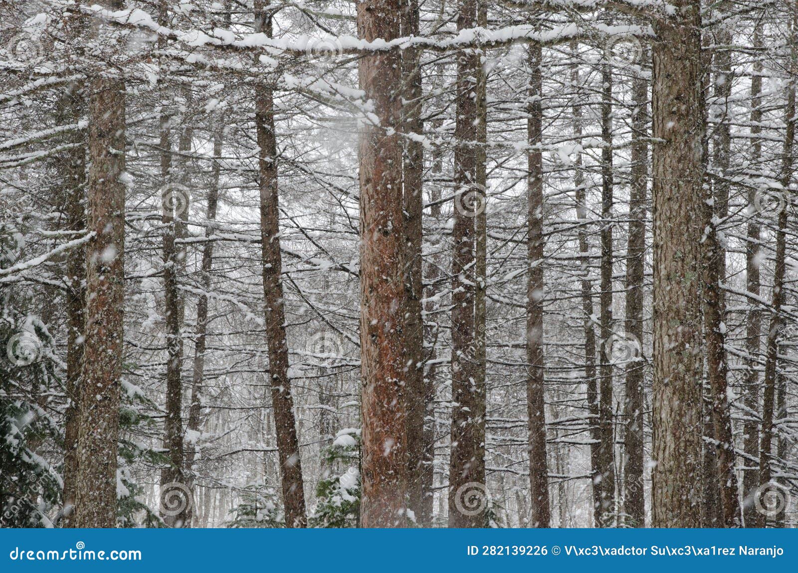 Deciduous Forest Under a Snowfall Stock Photo - Image of colors ...