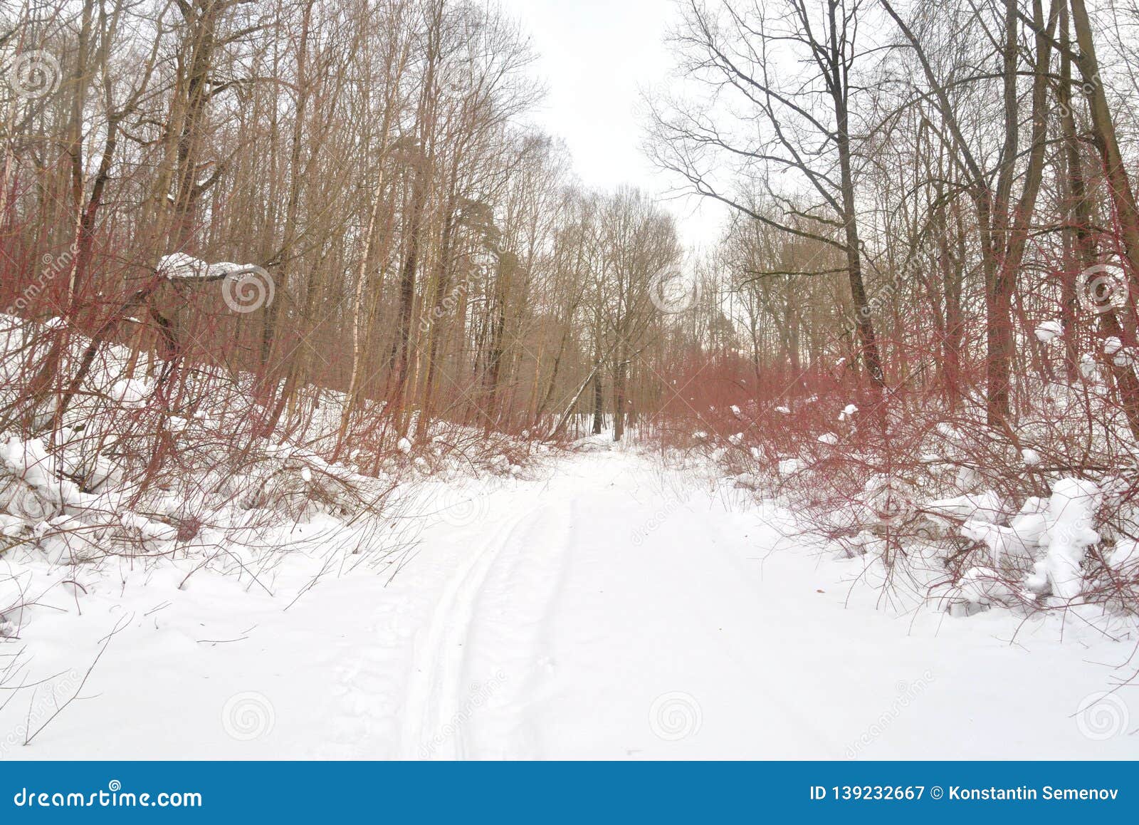 Deciduous forest at winter stock image. Image of outdoor - 139232667