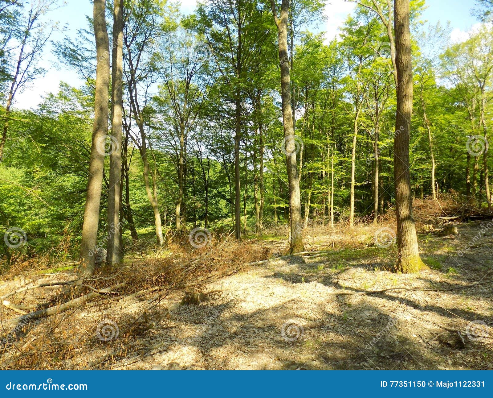 Deciduous Forest after Wood Exploitation Stock Photo - Image of beech ...