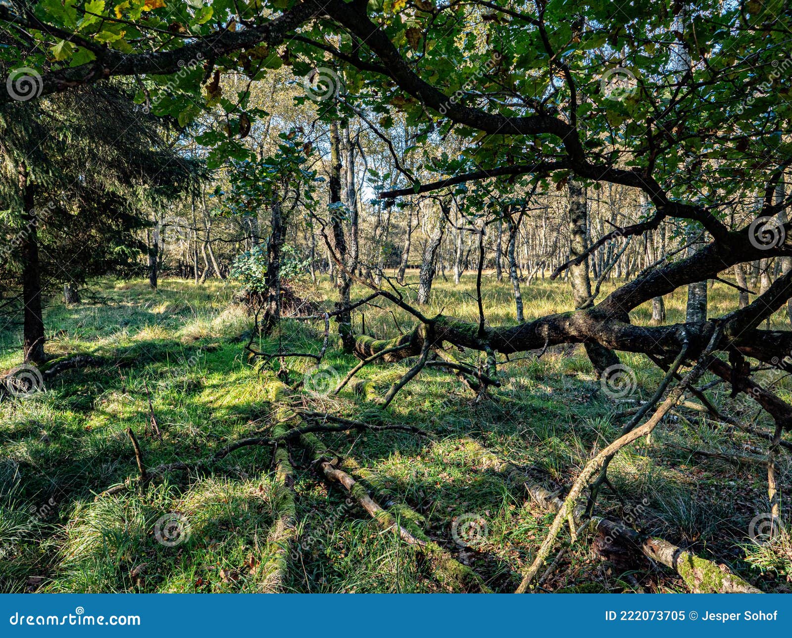 Deciduous Forests in Denmark Stock Image - Image of leaves, plant ...