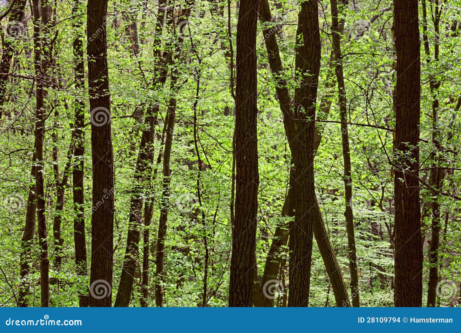 Deciduous (leaf) Forest Depths Stock Photo - Image of thicket, nature ...