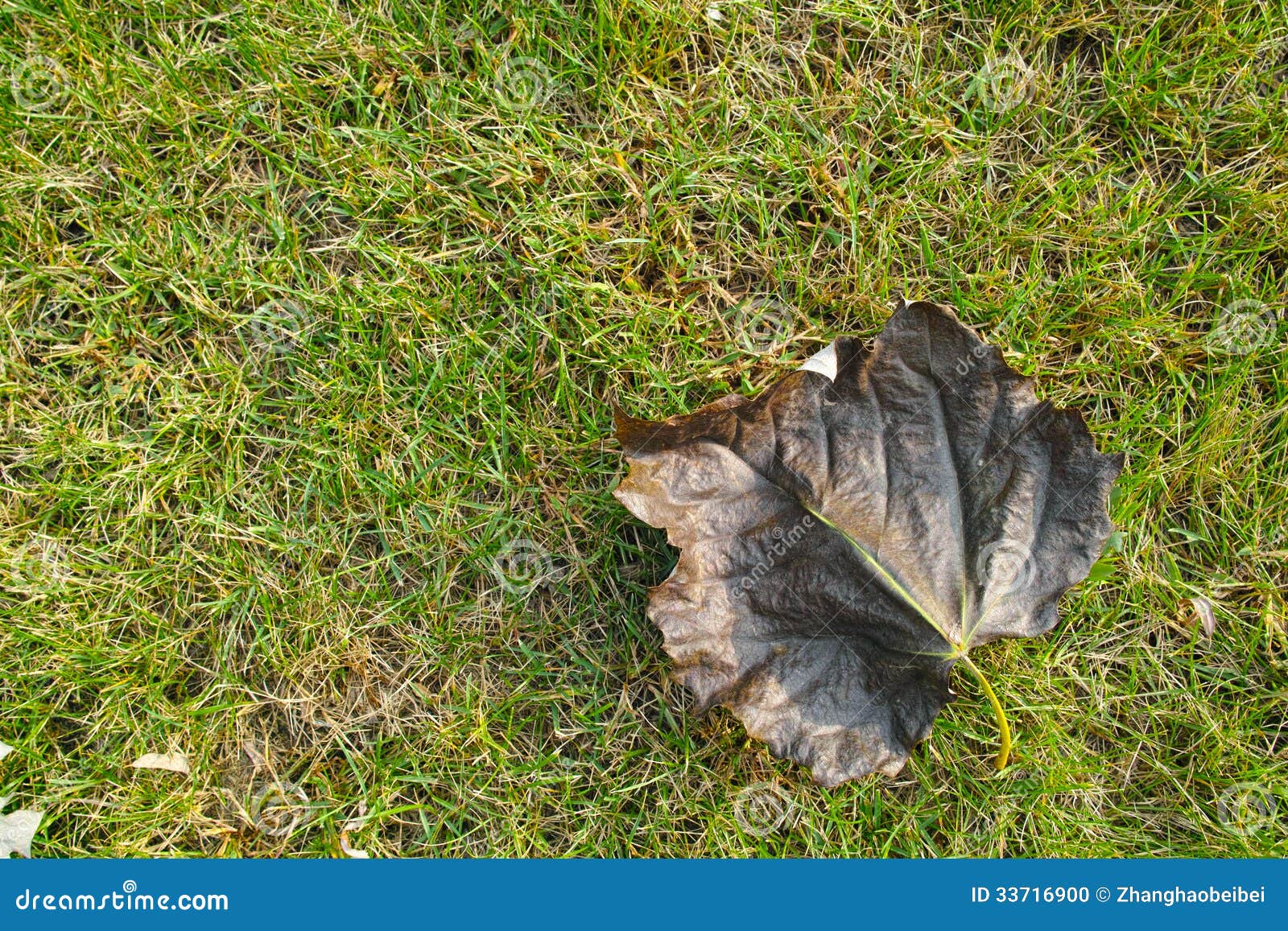 Deciduous leaf stock photo. Image of autumnal, lawn, defoliation - 33716900