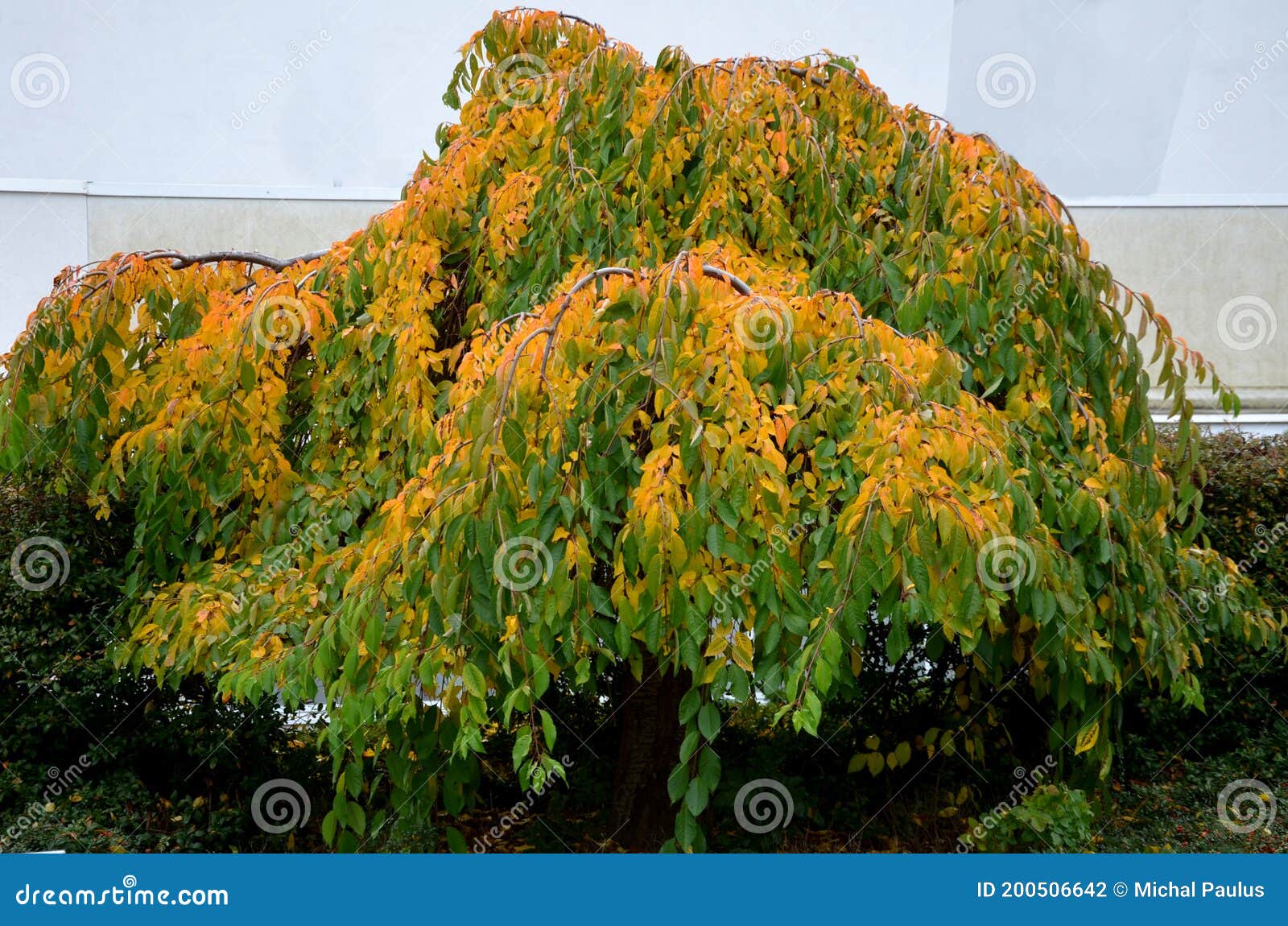 Deciduous, Medium-growing Tree with a Markedly Overhanging Crown. the ...
