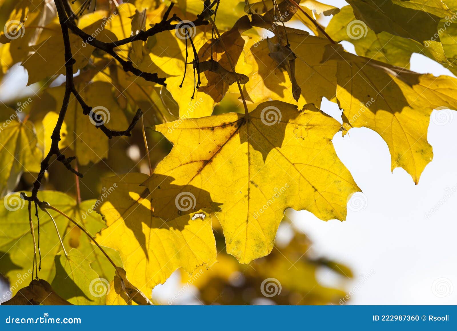 Deciduous Oak Trees in the Forest or in the Park Stock Photo - Image of ...