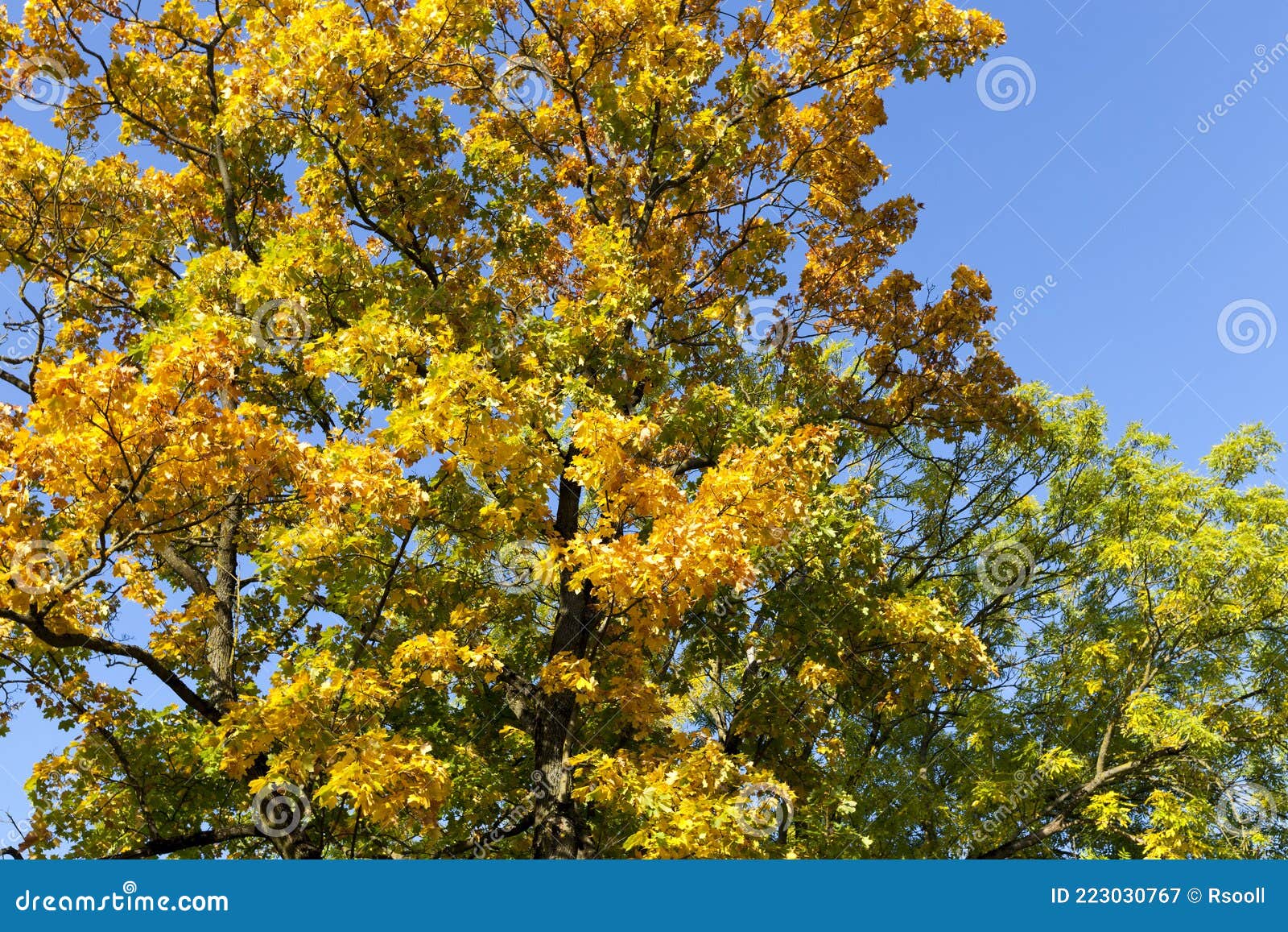 Deciduous Oak Trees in the Forest or in the Park Stock Image - Image of ...