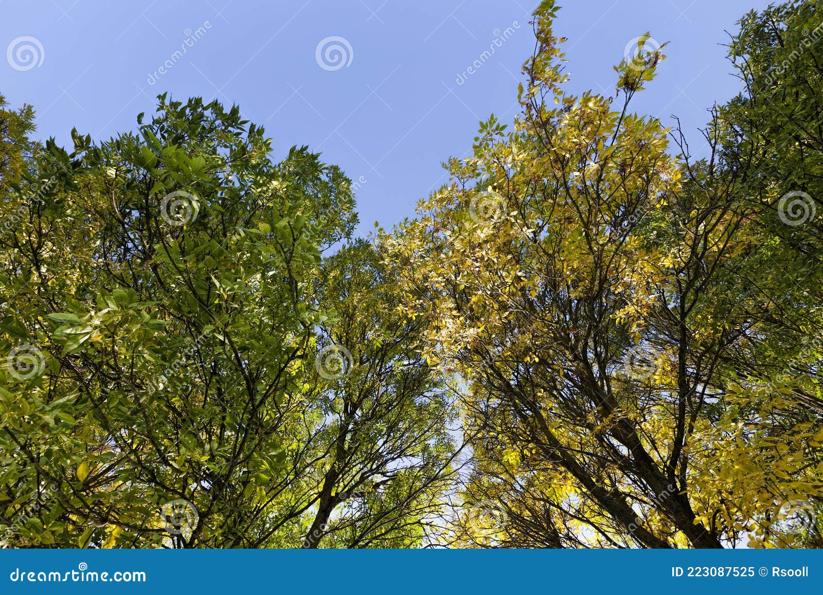 Deciduous Oak Trees in the Forest or in the Park Stock Image - Image of ...