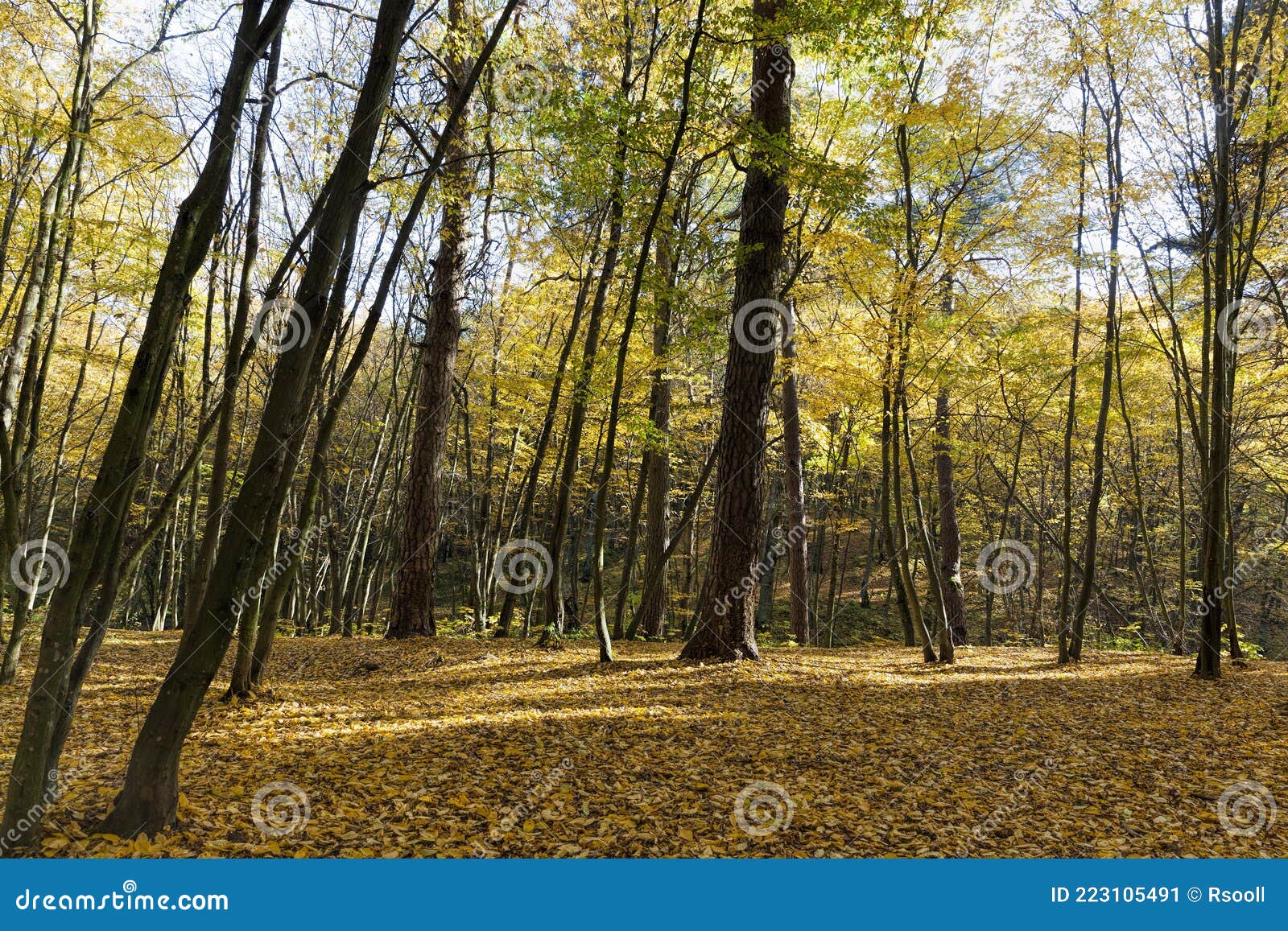 Deciduous Oak Trees in the Forest or in the Park Stock Image - Image of ...