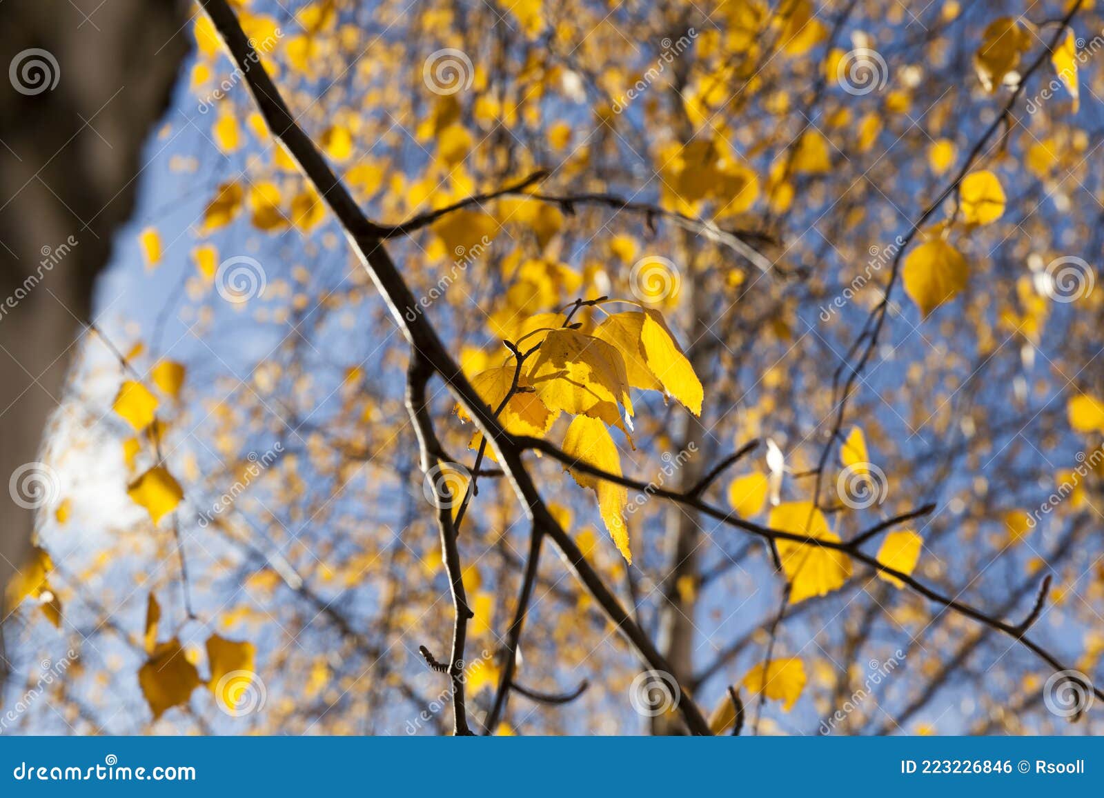 Deciduous Oak Trees in the Forest or in the Park Stock Photo - Image of ...