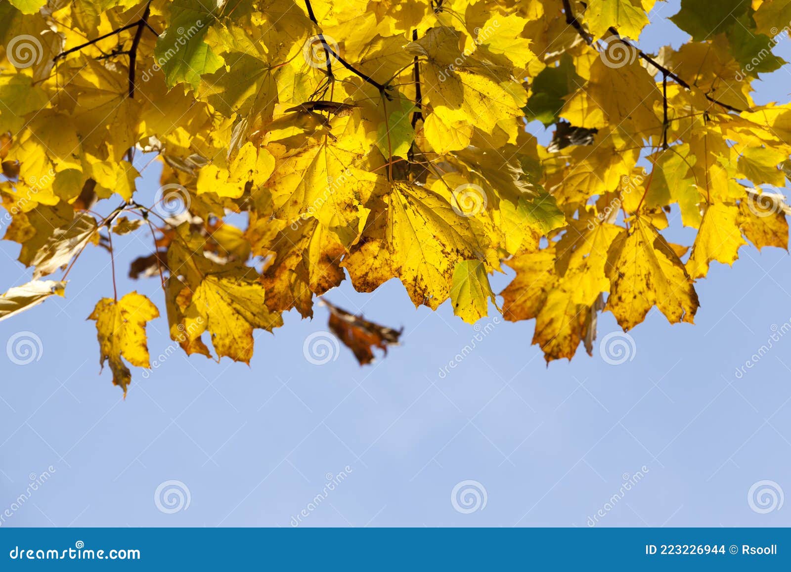 Deciduous Oak Trees in the Forest or in the Park Stock Photo - Image of ...