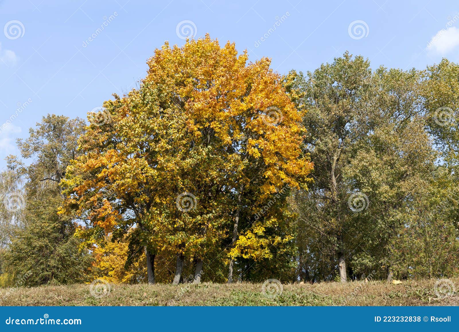 Deciduous Oak Trees in the Forest or in the Park Stock Photo - Image of ...