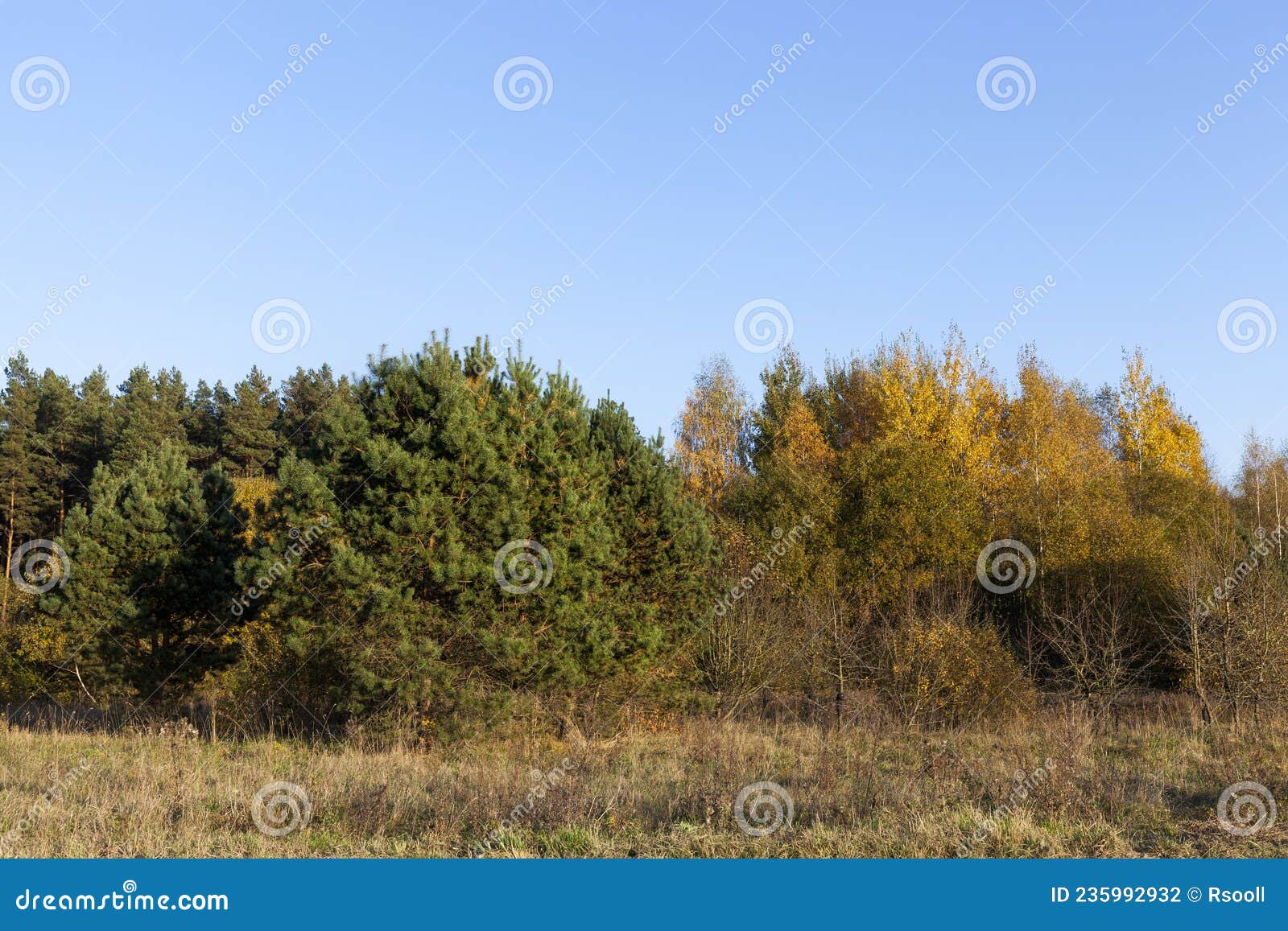 Deciduous Oak Trees in the Forest or in the Park Stock Photo - Image of ...