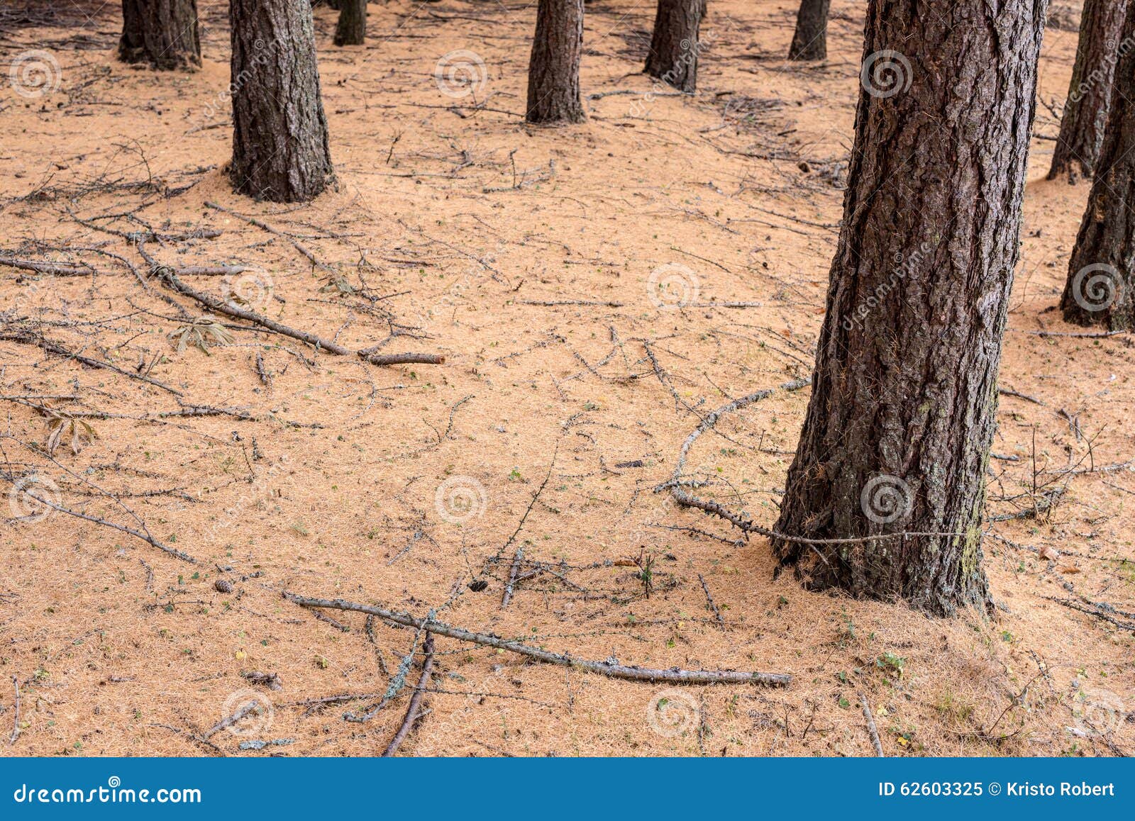 Deciduous Pine Tree. stock image. Image of deciduous - 62603325