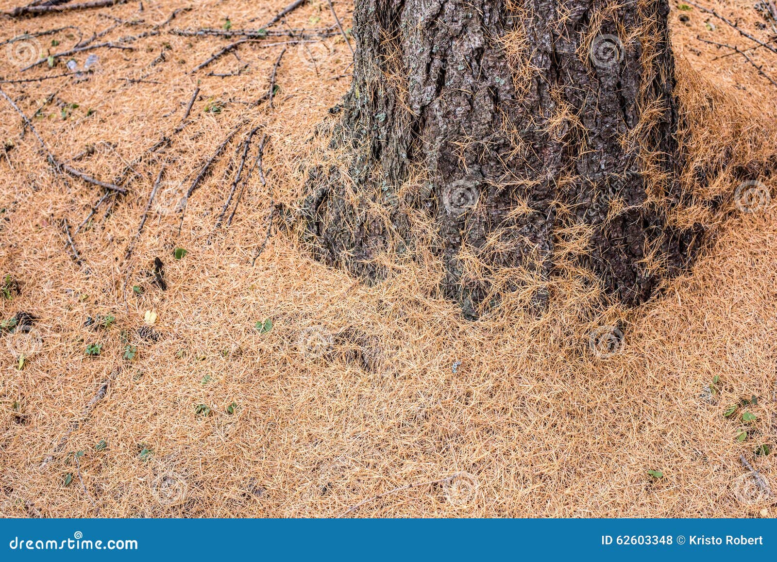 Deciduous Pine Tree. stock photo. Image of plant, refuse - 62603348
