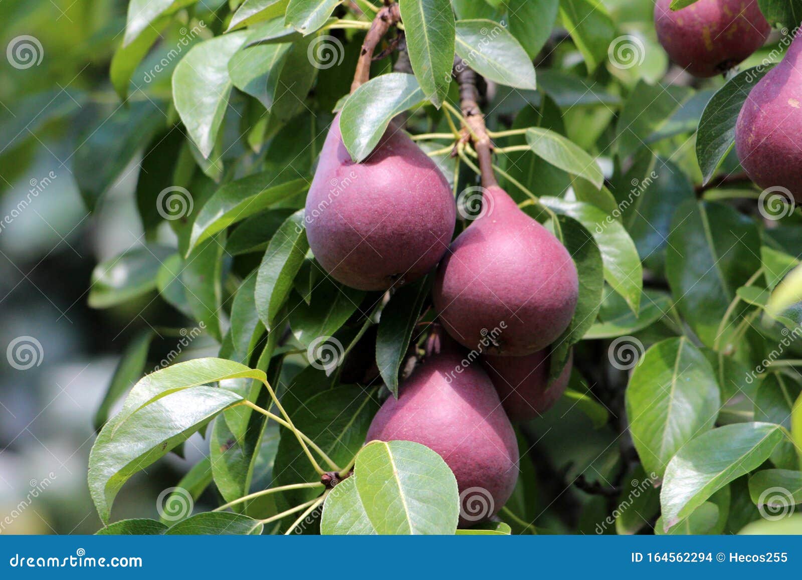 Deciduous Red Sensation Bartlett or Pyrus Communis Sensation Tree with ...
