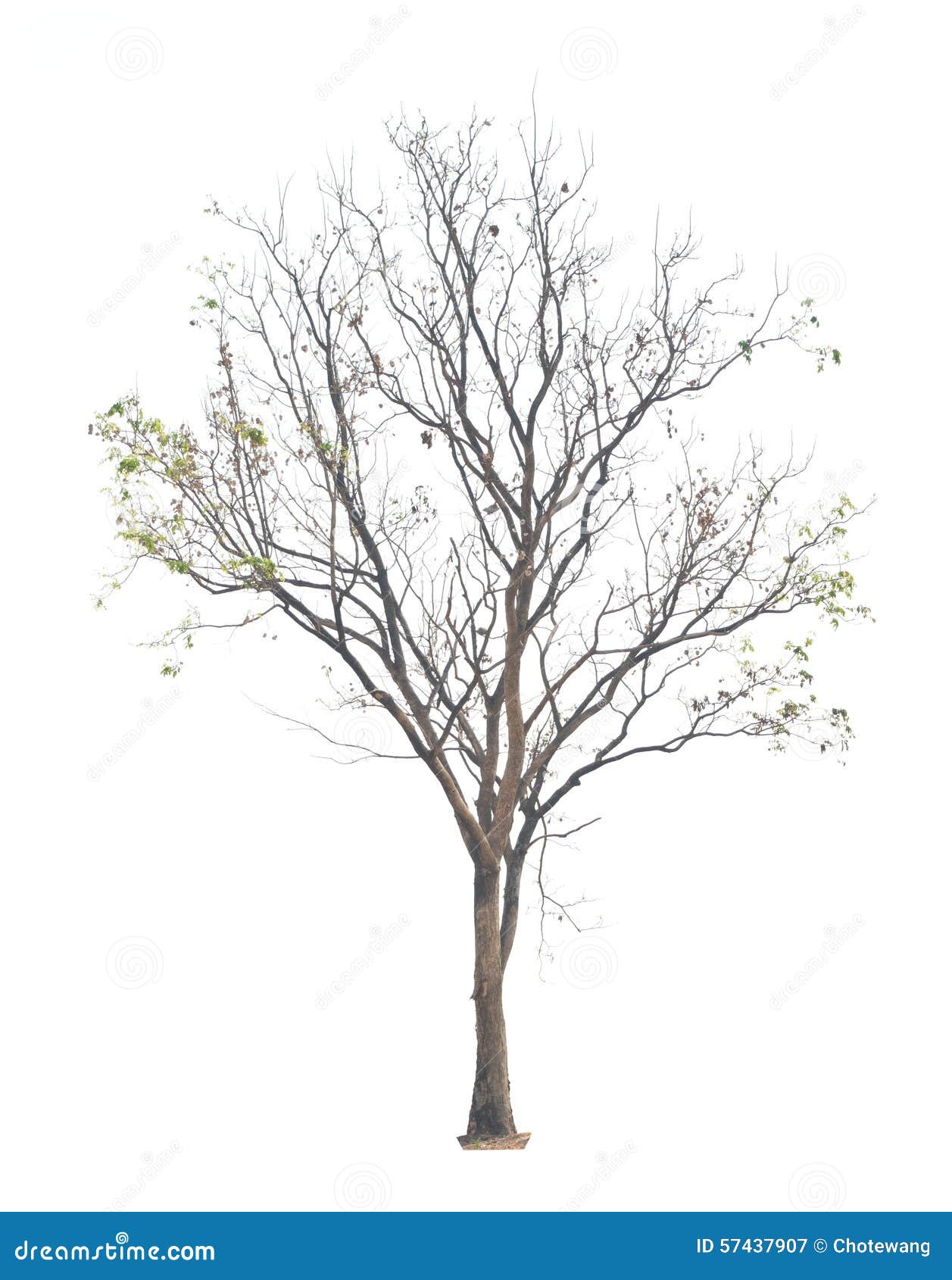 Deciduous Sakae Naa tree stock image. Image of park, limb - 57437907