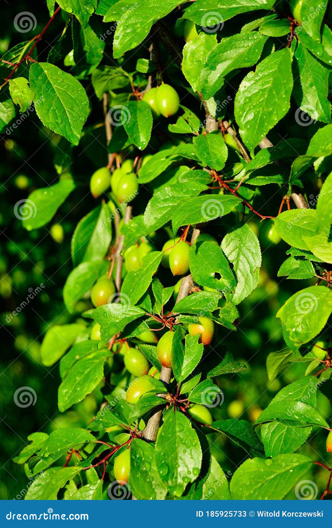 Deciduous Shrubs in the Sharp Light of the Rising Sun. Stock Image ...