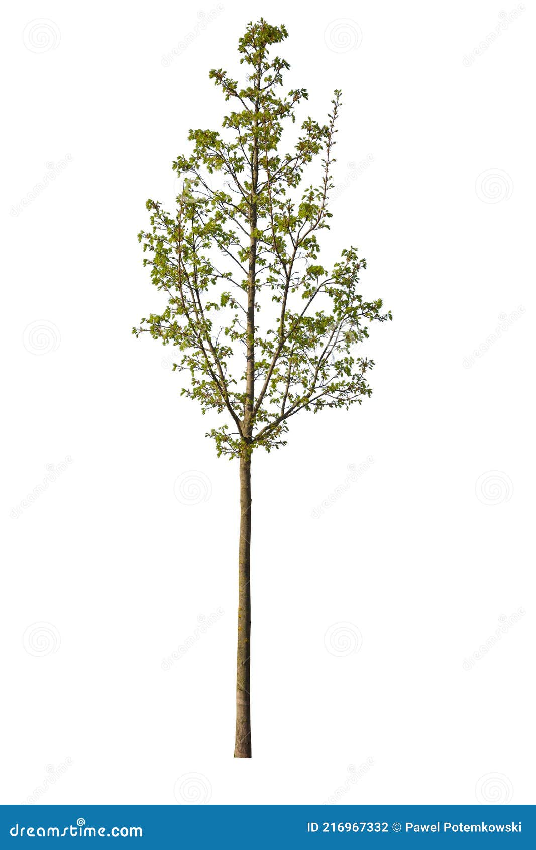 Deciduous Spring Tree, Isolated Tree with Green Leaves. Cutout Image ...