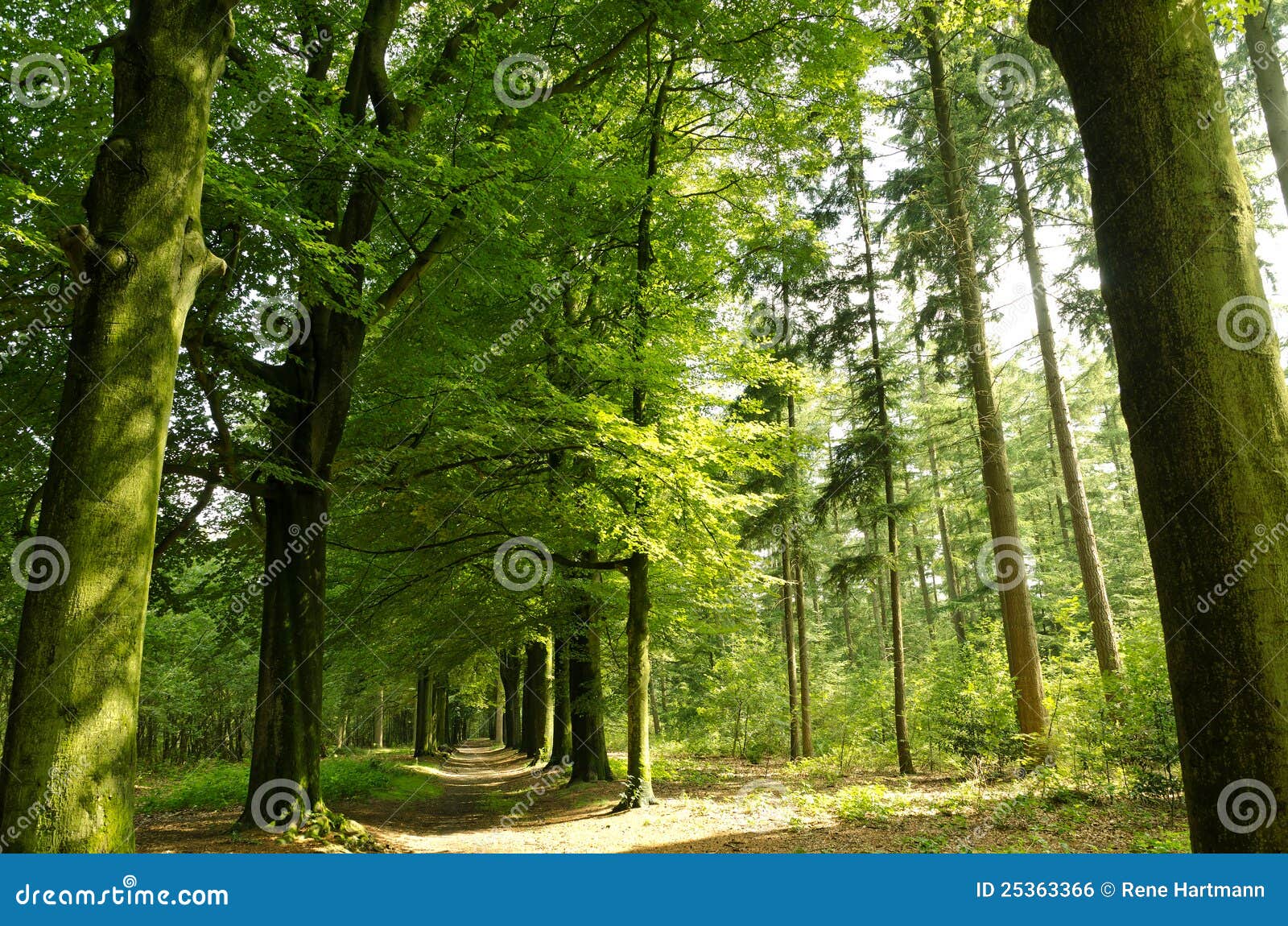 Deciduous Summer Forest with Path Stock Photo - Image of leaf, foliage ...