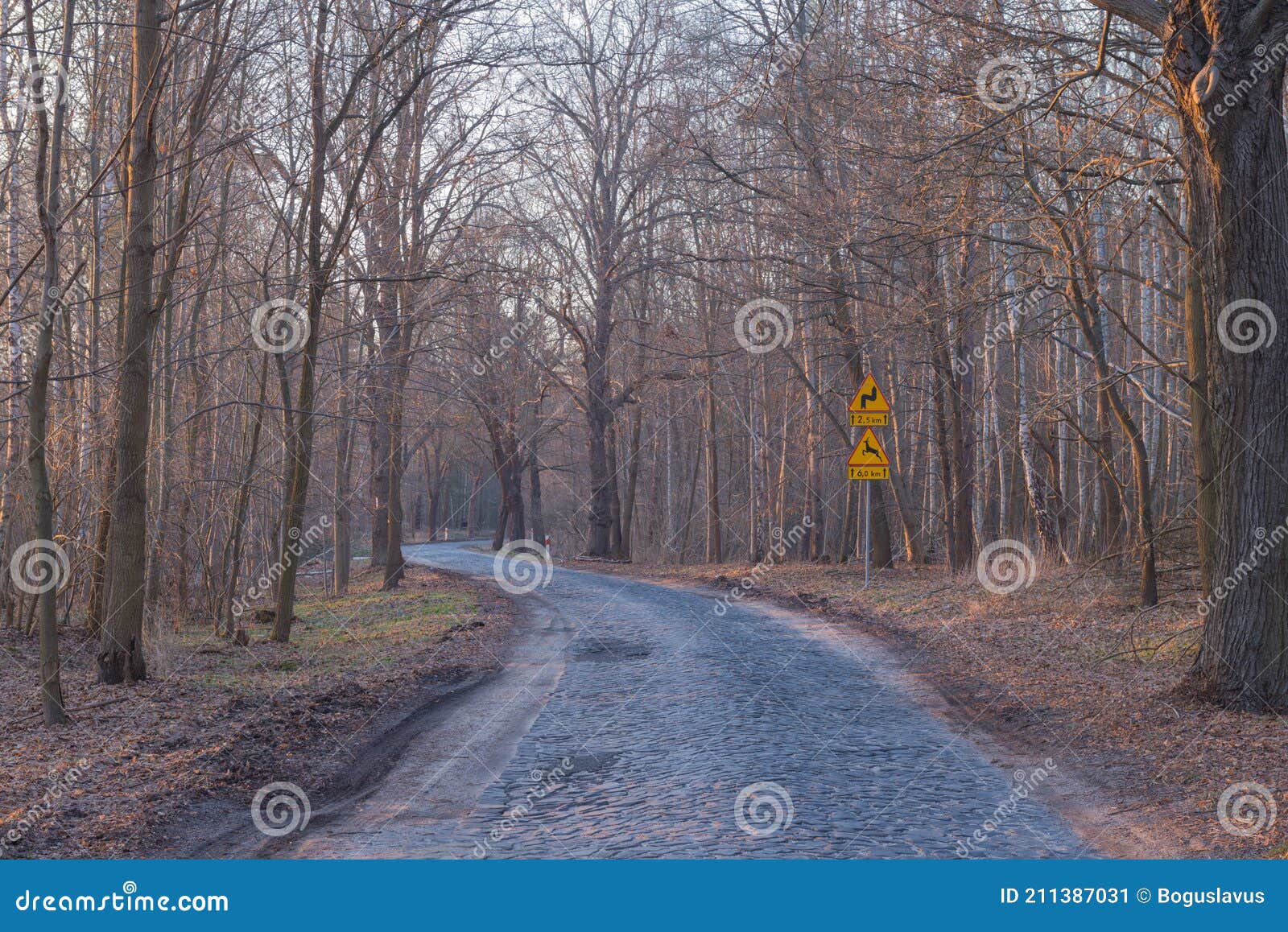 Basalt Paved Road through the Forest. Stock Image - Image of deciduous ...