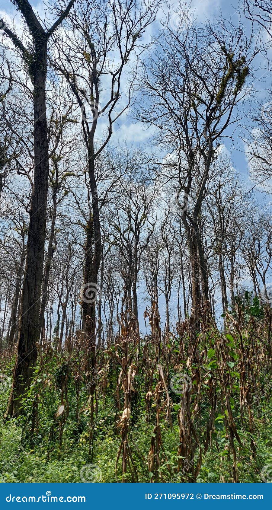 Deciduous Teak Forest during the Dry Season Stock Photo - Image of ...