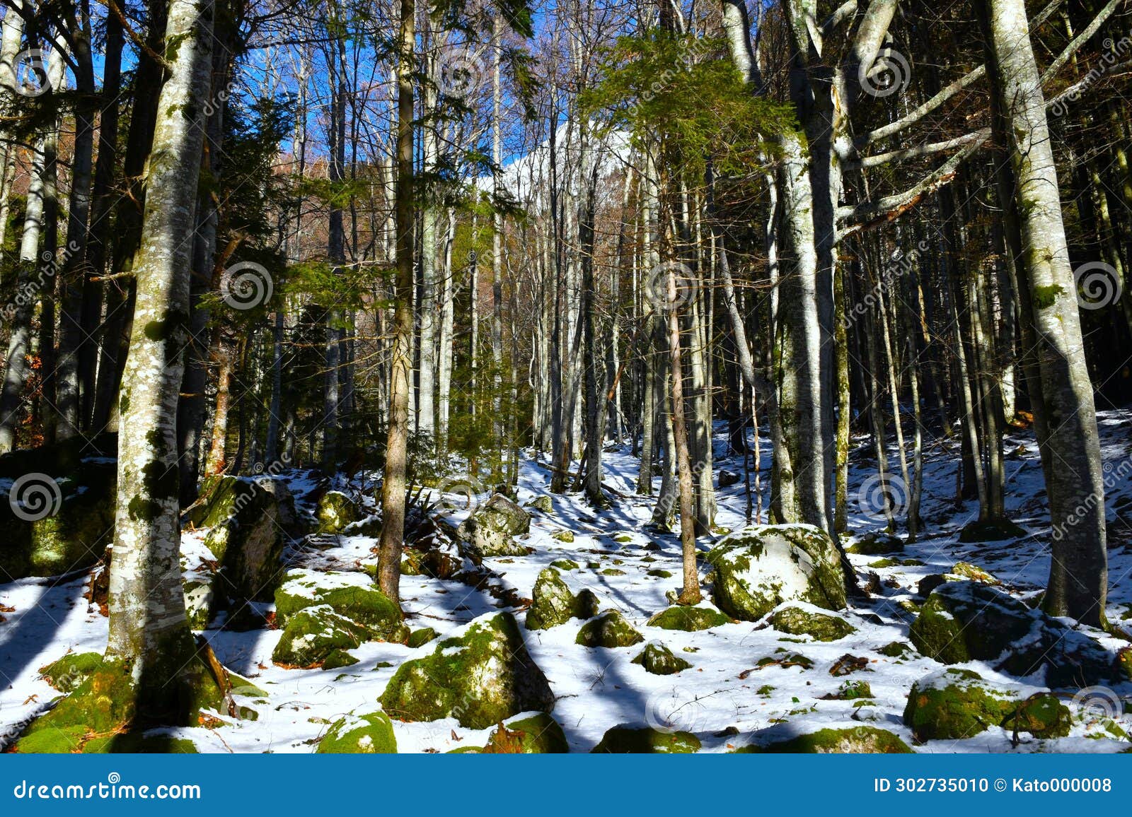 Deciduous Temperate Beech Forest in Winter with Moss Covered Rocks ...