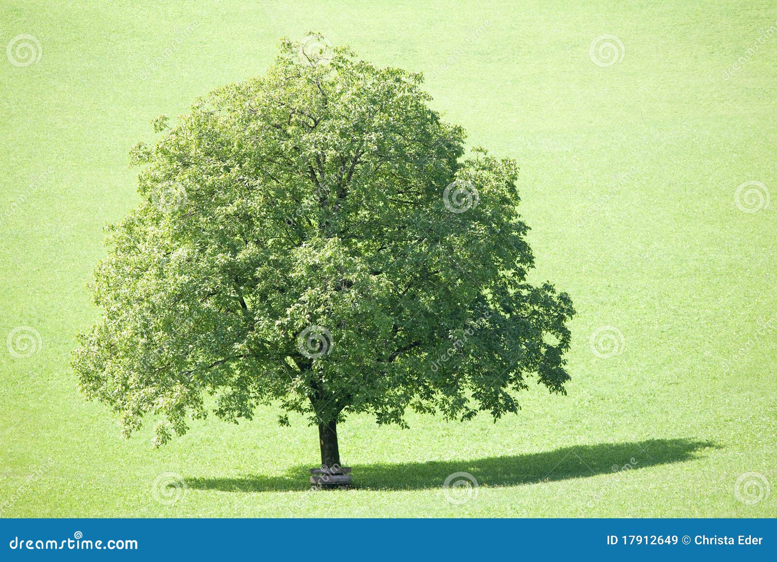 Deciduous tree, stock image. Image of meadow, trees, forest - 17912649