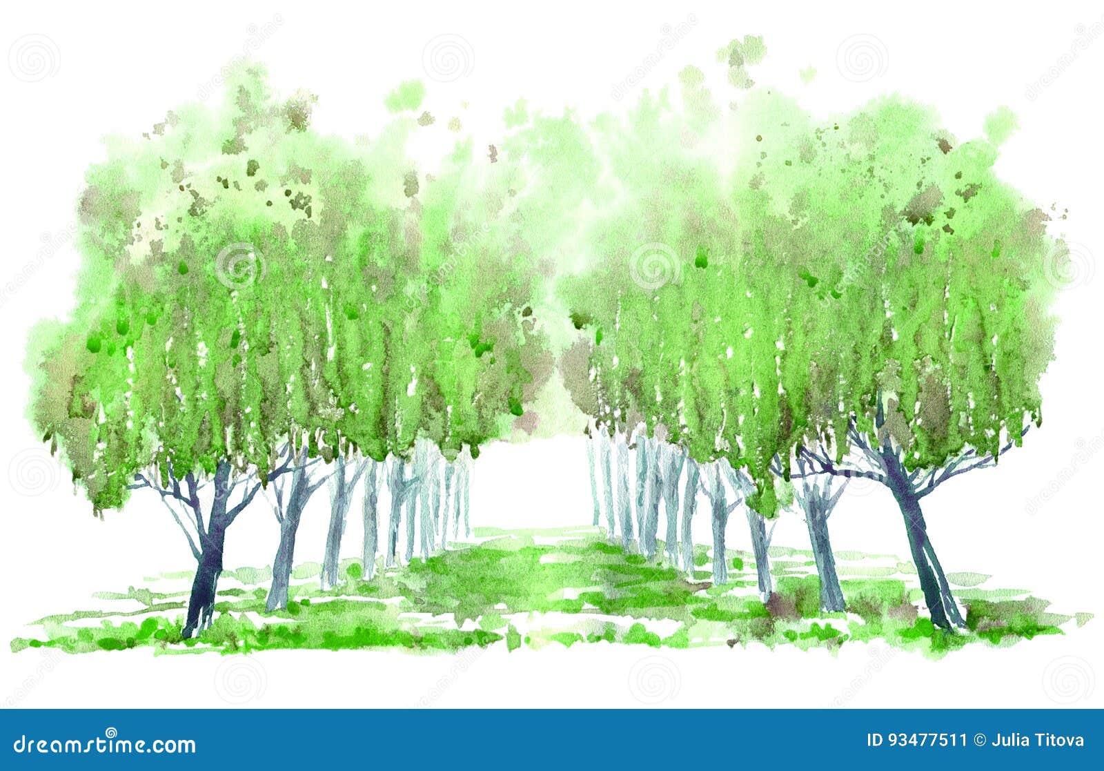Deciduous tree alley. stock illustration. Illustration of deciduous ...